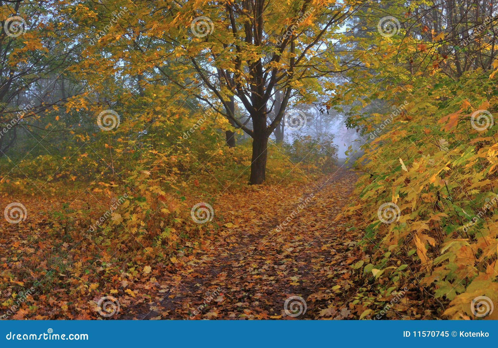 Autumn forest stock image. Image of october, horizontal - 11570745