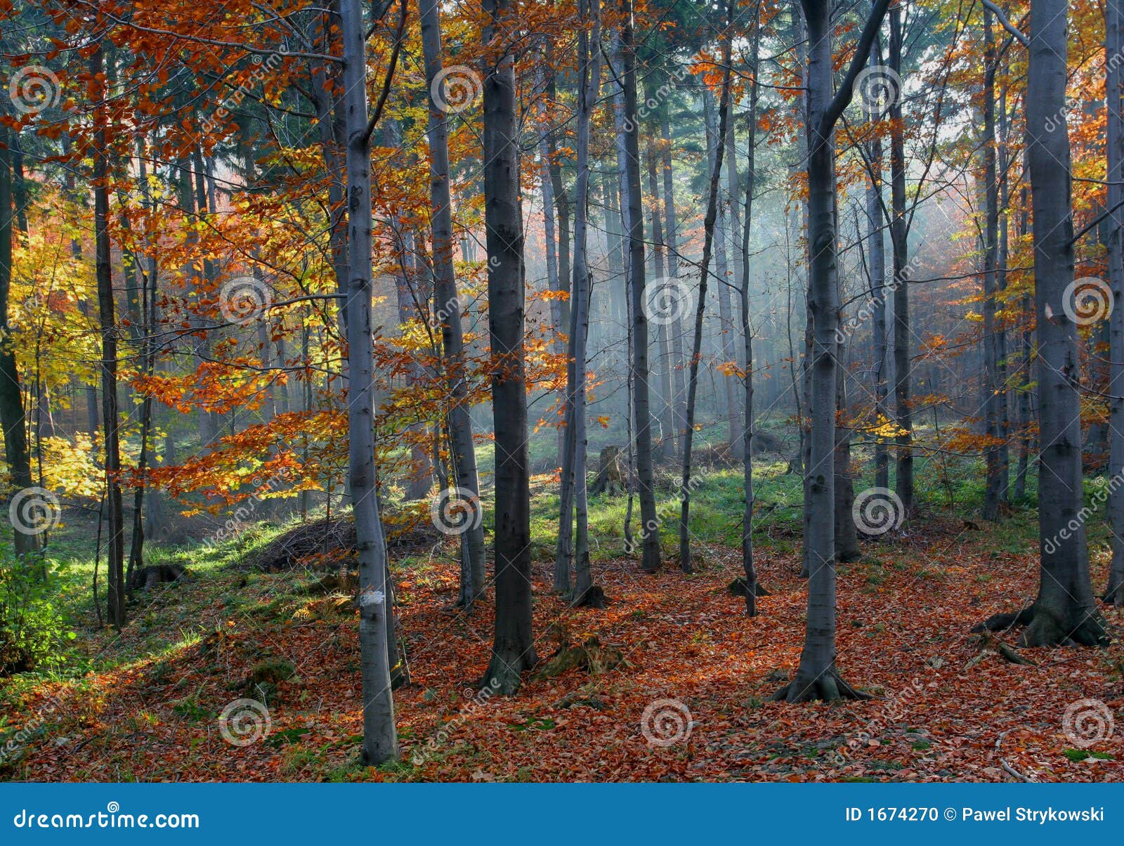 40,107 Autumn Forest Colours Stock Photos - Free & Royalty-Free Stock ...