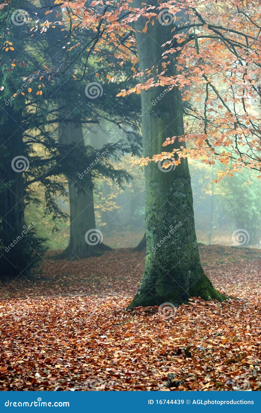 Autumn forest stock image. Image of fall, rural, holidays - 16744439