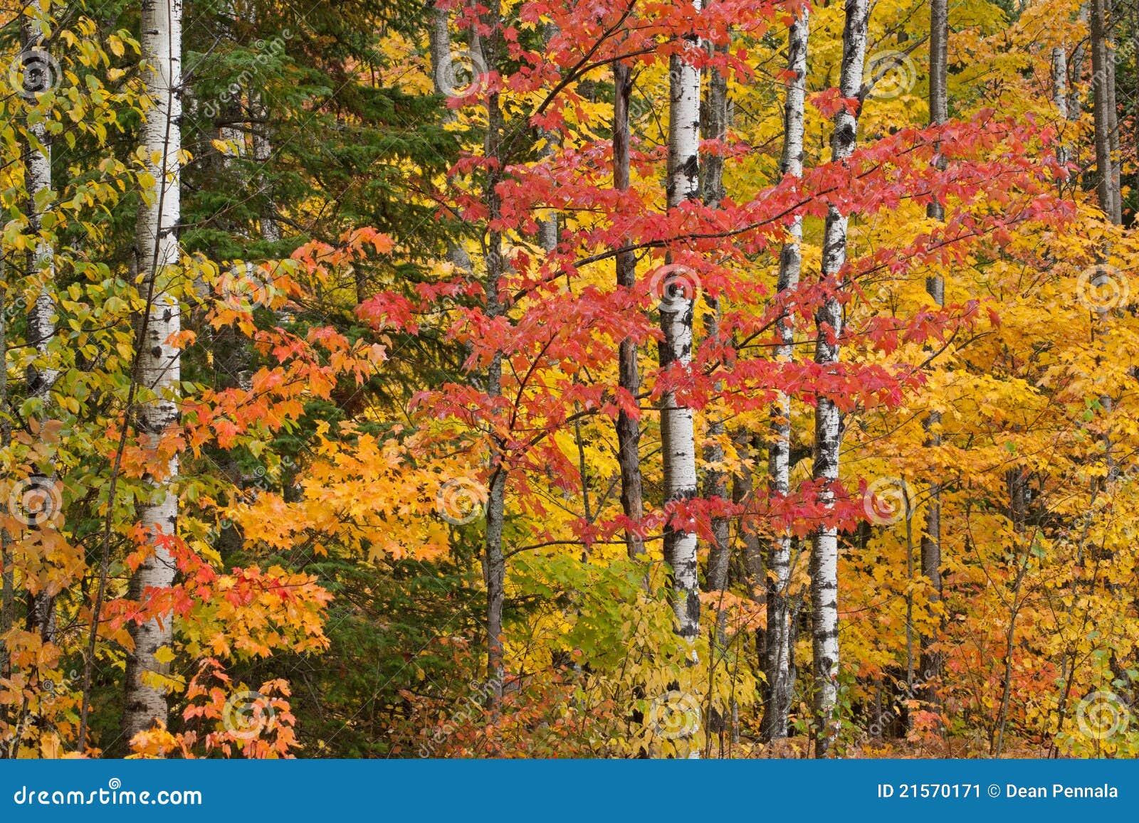 Autumn Forest stock image. Image of natural, leaves, nature - 21570171