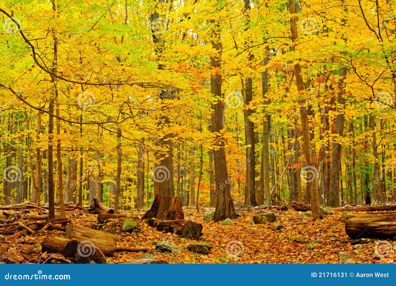 Autumn Forest stock image. Image of mountain, green, leaf - 21716131
