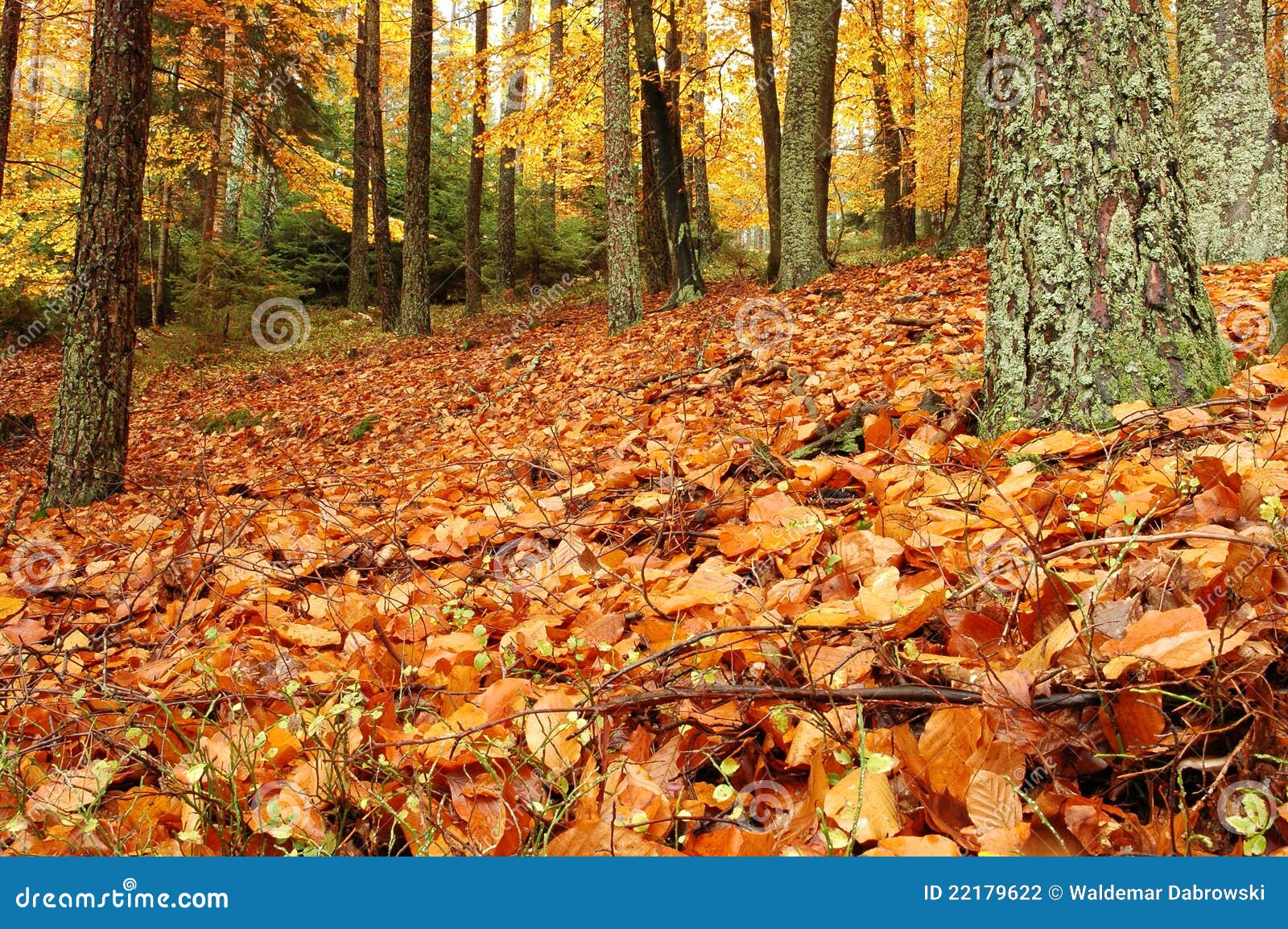 Autumn forest stock photo. Image of plant, color, green - 22179622