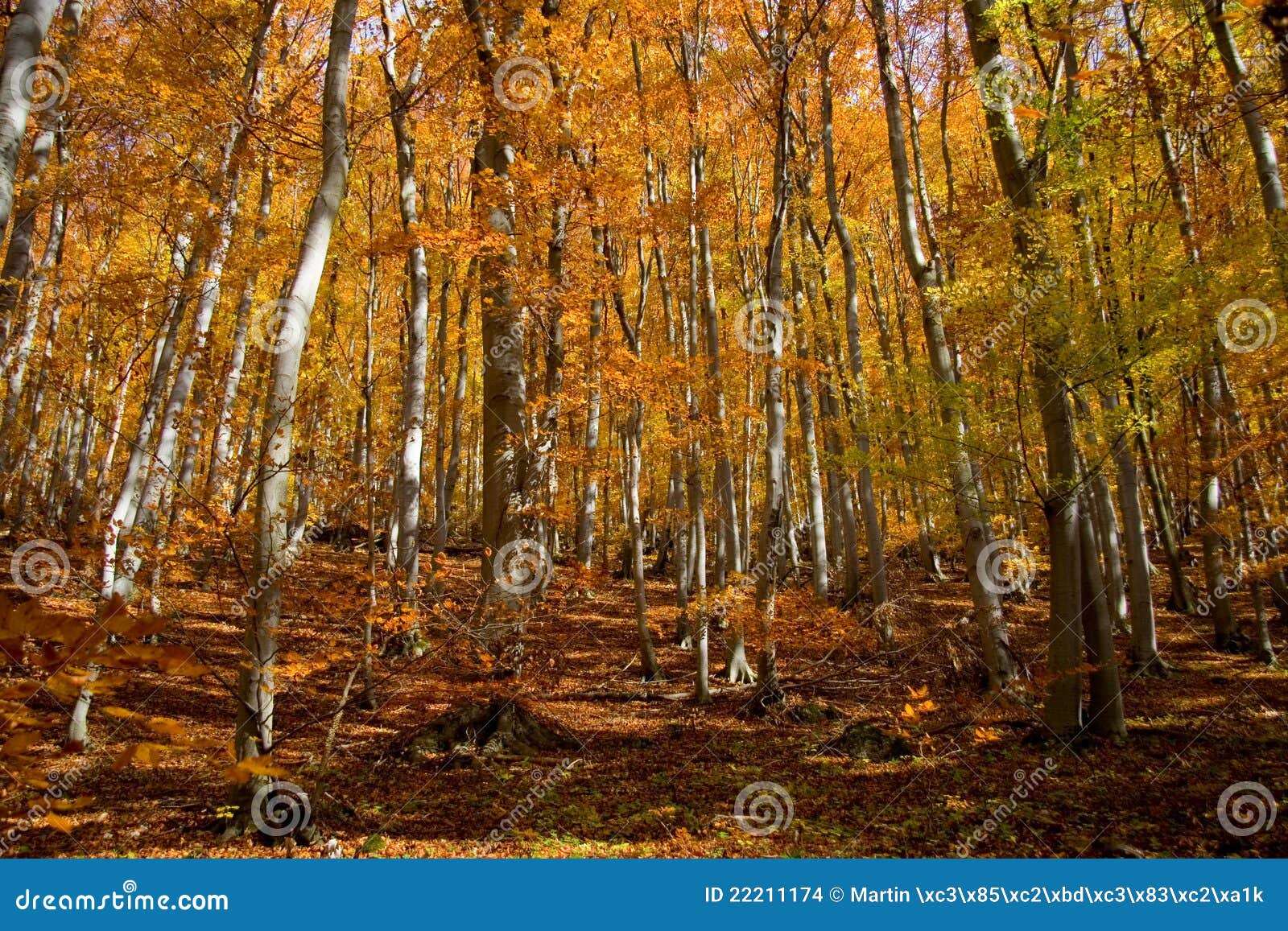 Autumn forest stock photo. Image of fall, october, deep - 22211174