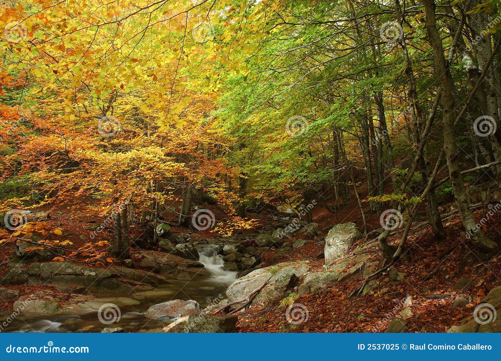 Autumn Forest Picture. Image: 2537025