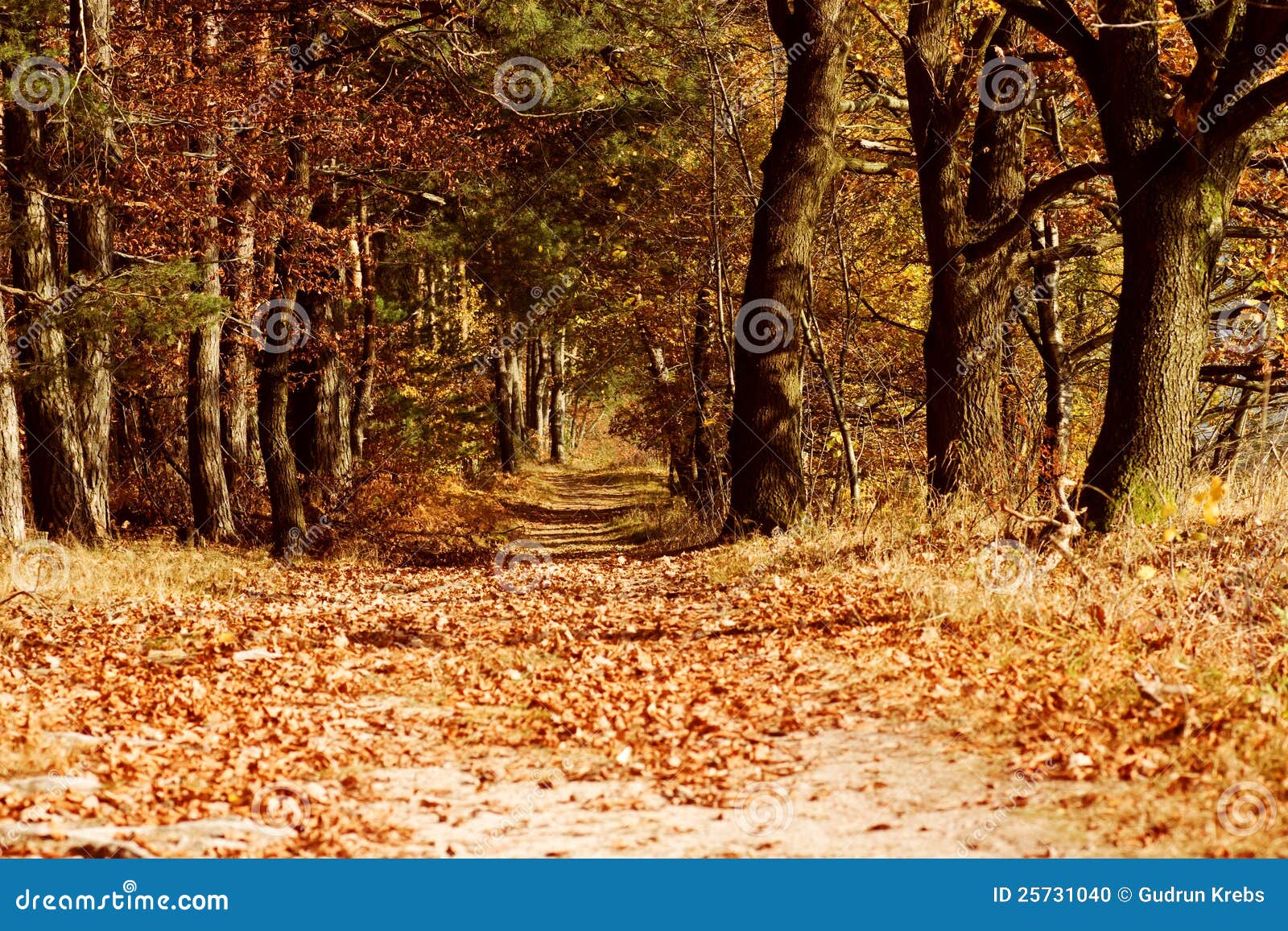 Autumn forest stock photo. Image of autumn, highlands - 25731040