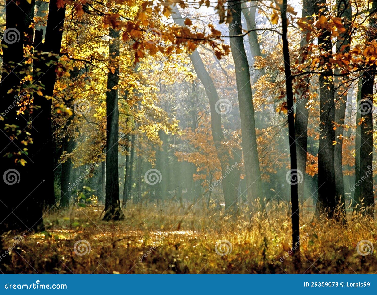 Autumn in forest stock photo. Image of leaves, nature - 29359078