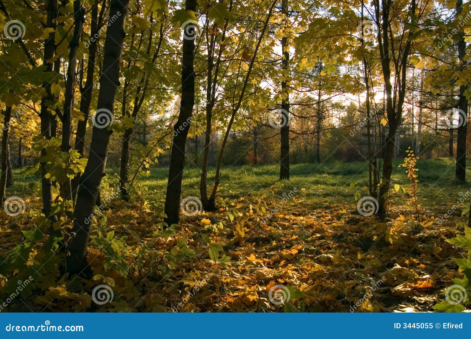 Autumn forest stock image. Image of tree, rest, nature - 3445055