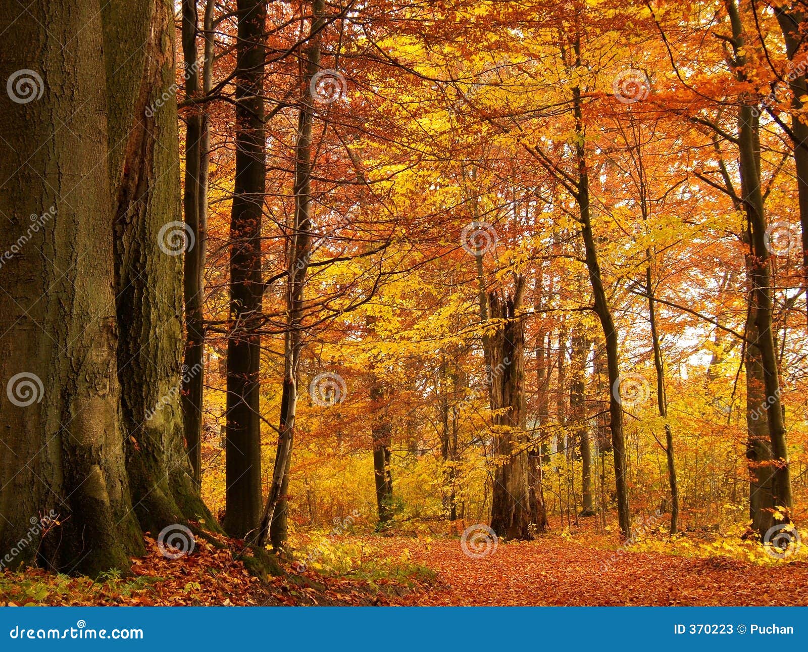 Autumn forest stock image. Image of wood, golden, relax - 370223