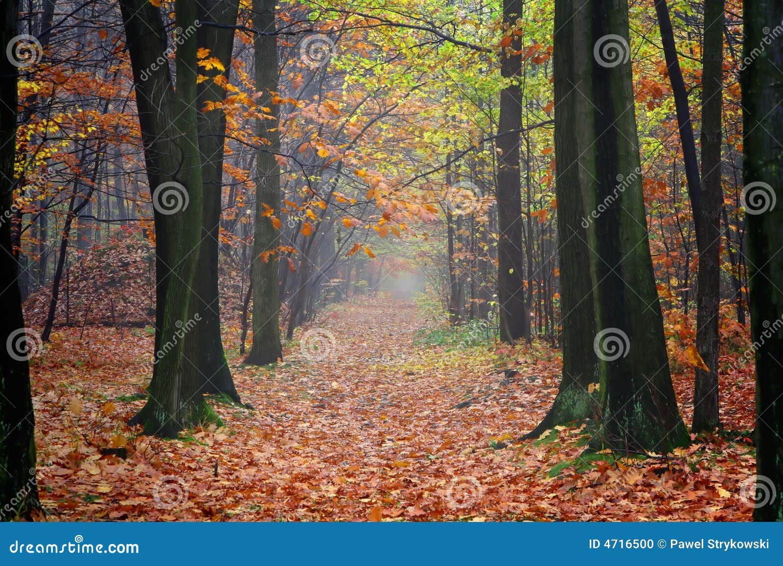 Autumn forest stock photo. Image of forest, green, horizontal - 4716500