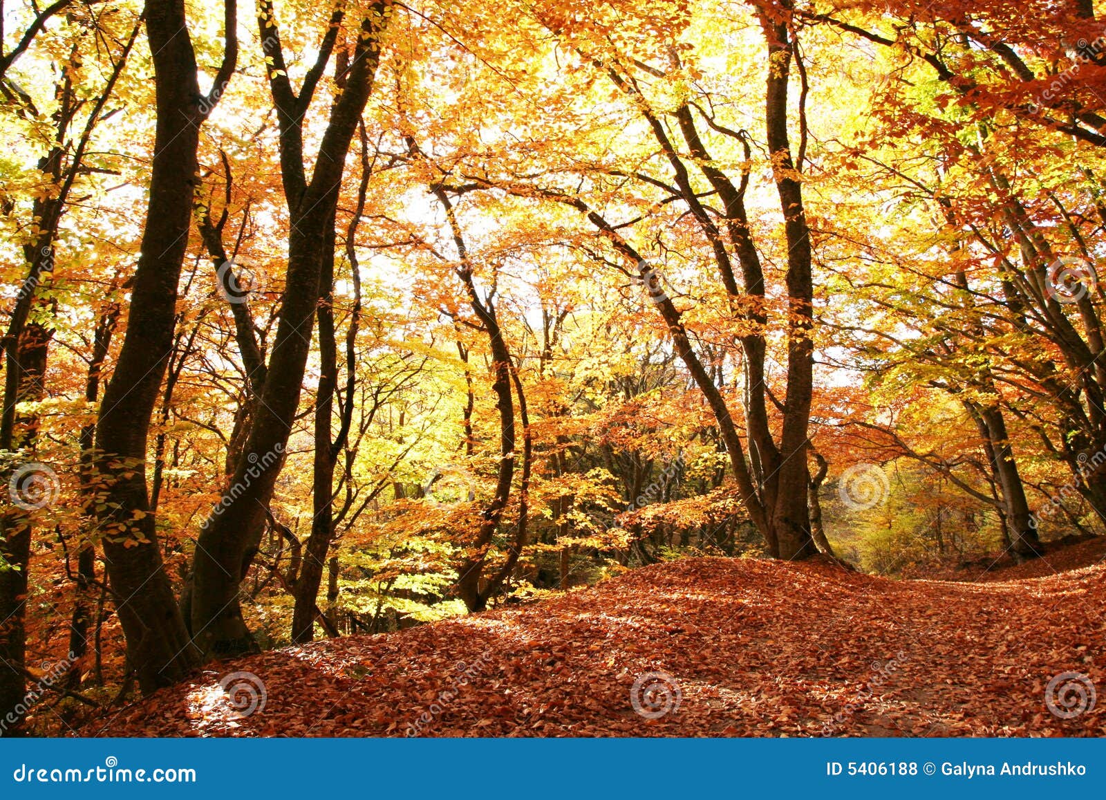 Autumn forest stock photo. Image of natural, outdoor, fall - 5406188