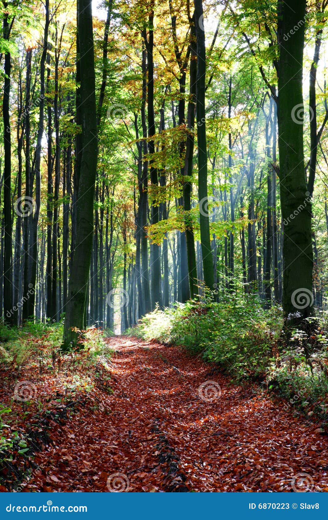 Autumn forest stock image. Image of vitality, outdoors - 6870223