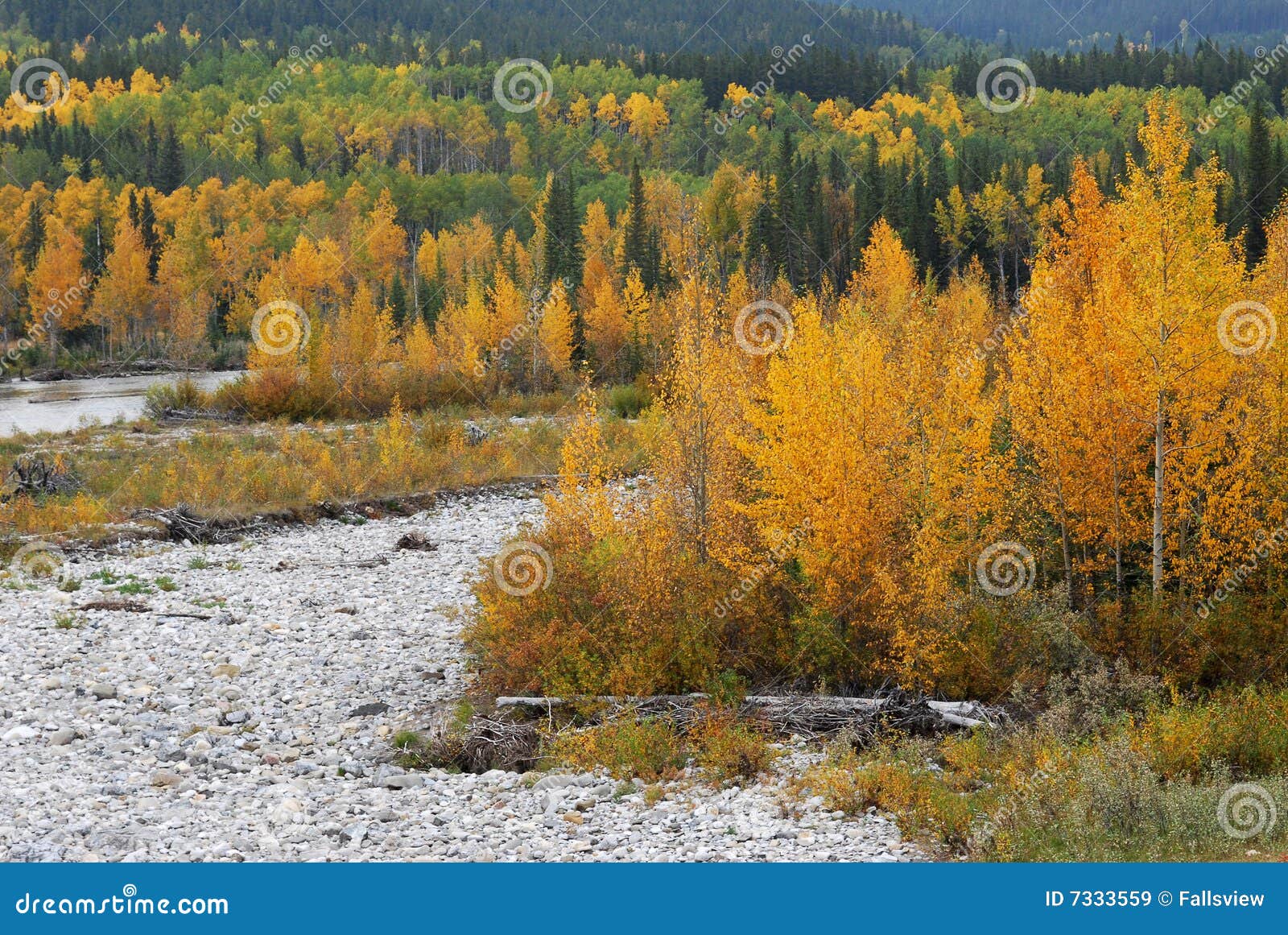 Autumn forest stock image. Image of canada, colors, fall - 7333559