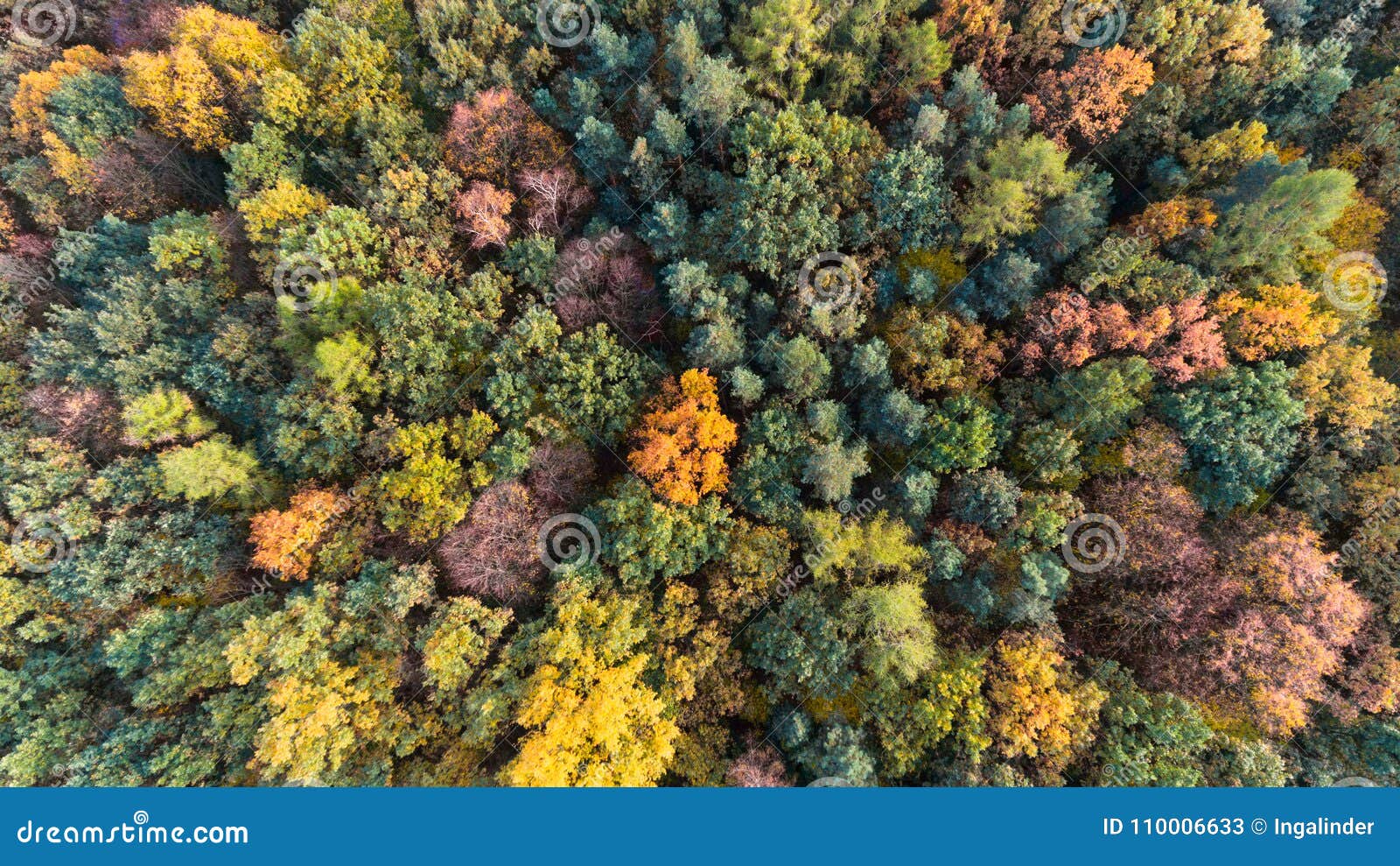 Autumn Forest Aerial Drone View Stock Image - Image of natural, light ...