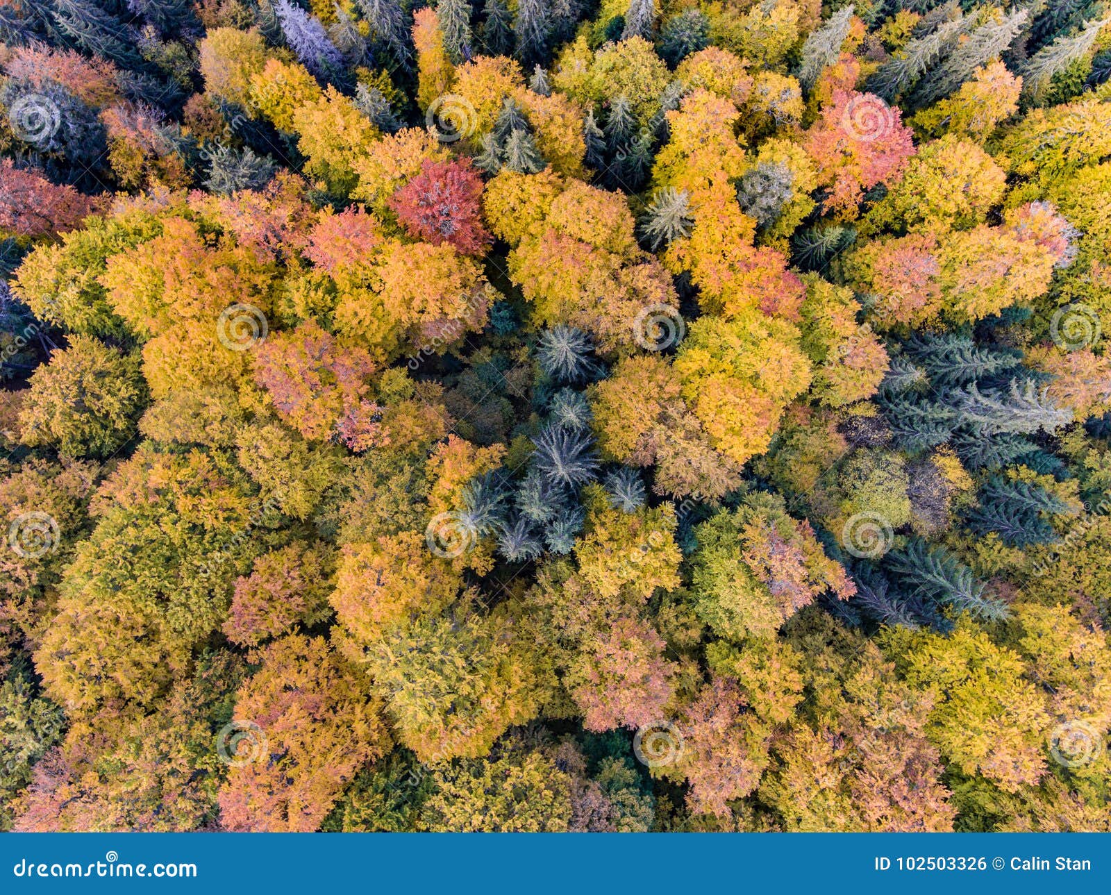Autumn Forest Aerial View stock photo. Image of wood - 102503326