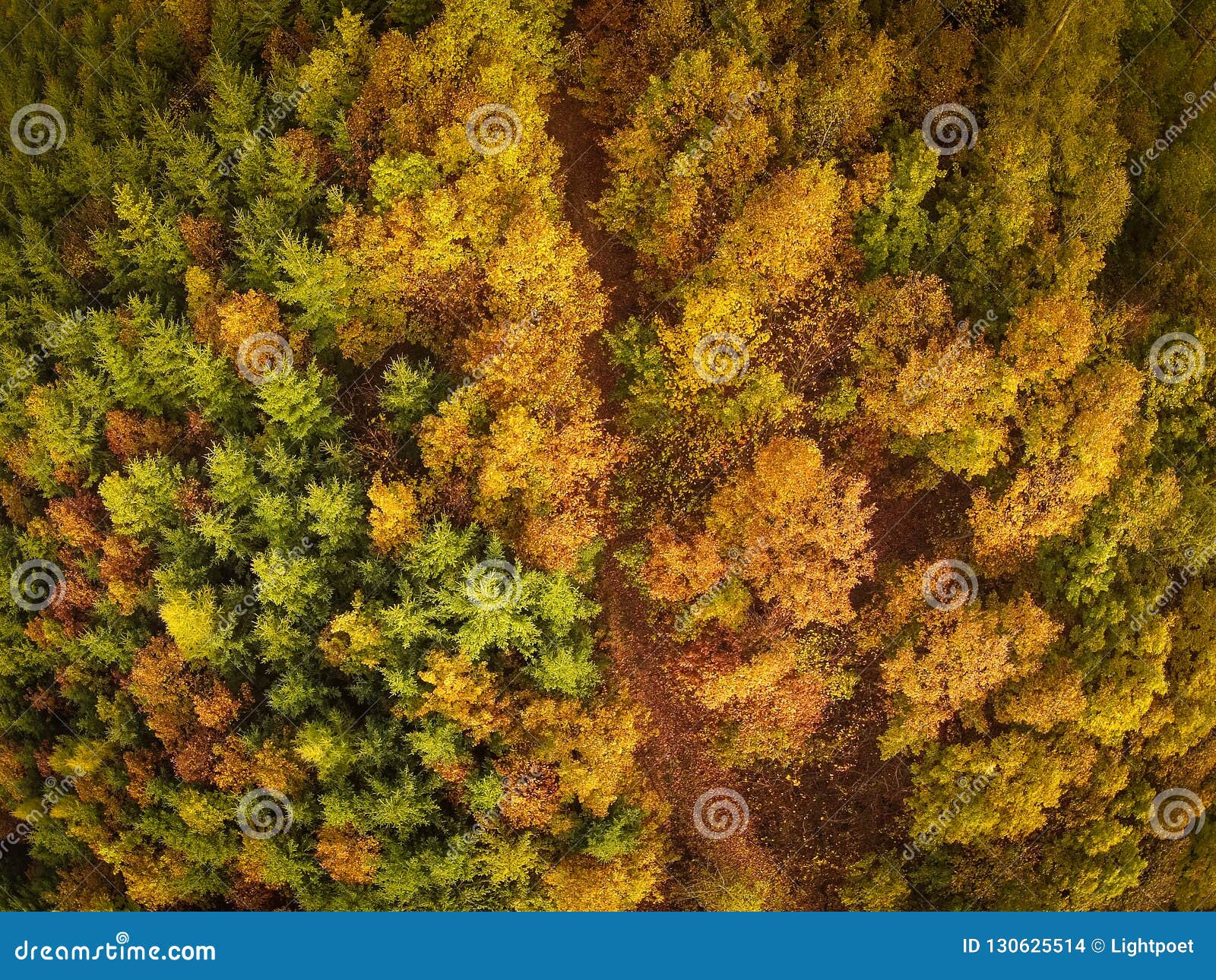 Autumn forest aerial view stock photo. Image of airplane - 130625514