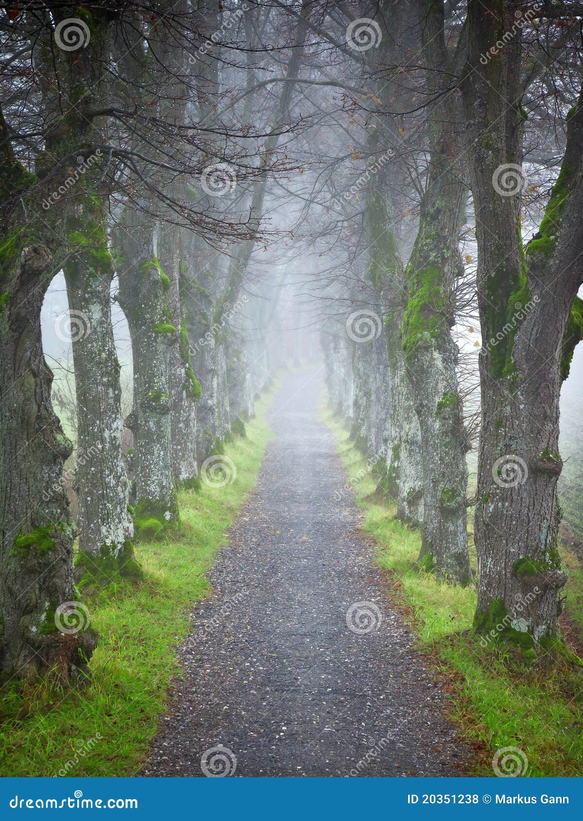 Autumn forest allee stock photo. Image of nature, autumn - 20351238