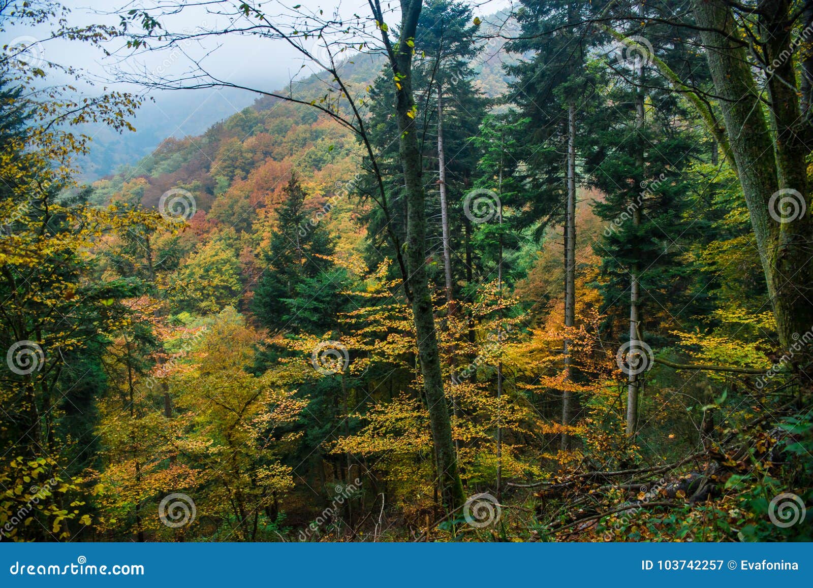 Autumn Forest in Alsace Mountains Stock Image - Image of relief, scenic ...