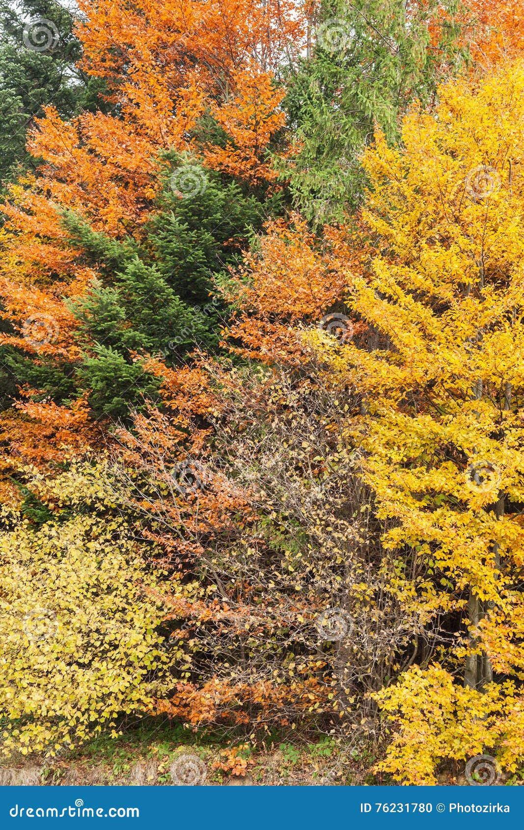 Autumn Forest As Background Stock Photo - Image of deciduous ...