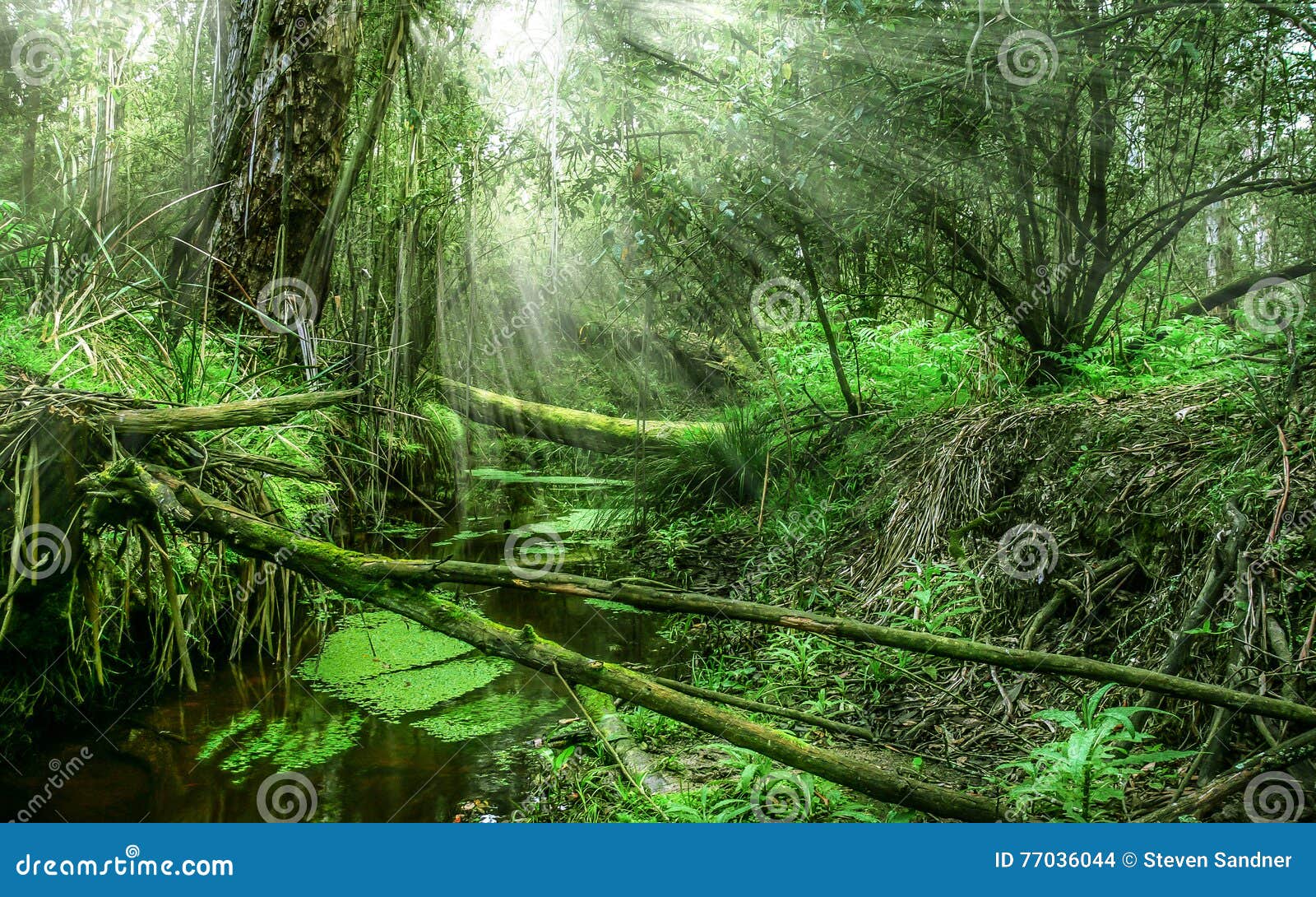 Autumn Forest, Beams of Light through the Trees Stock Photo - Image of ...