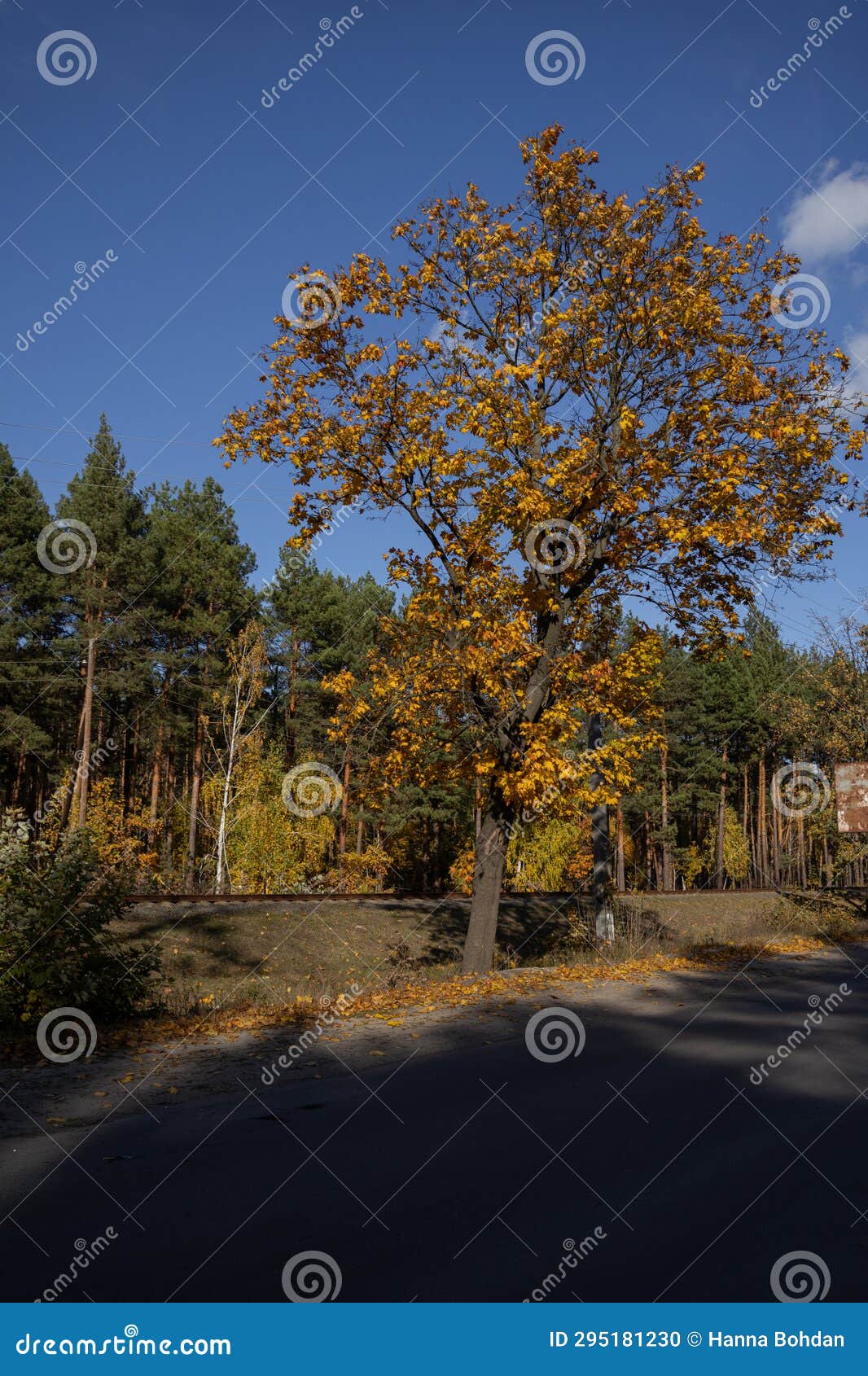 Autumn Forest with a Beautiful Big Tree Stock Photo - Image of forest ...