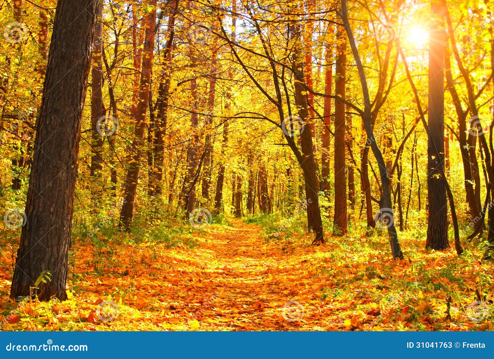 Autumn forest stock image. Image of autumn, forest, foliage - 31041763