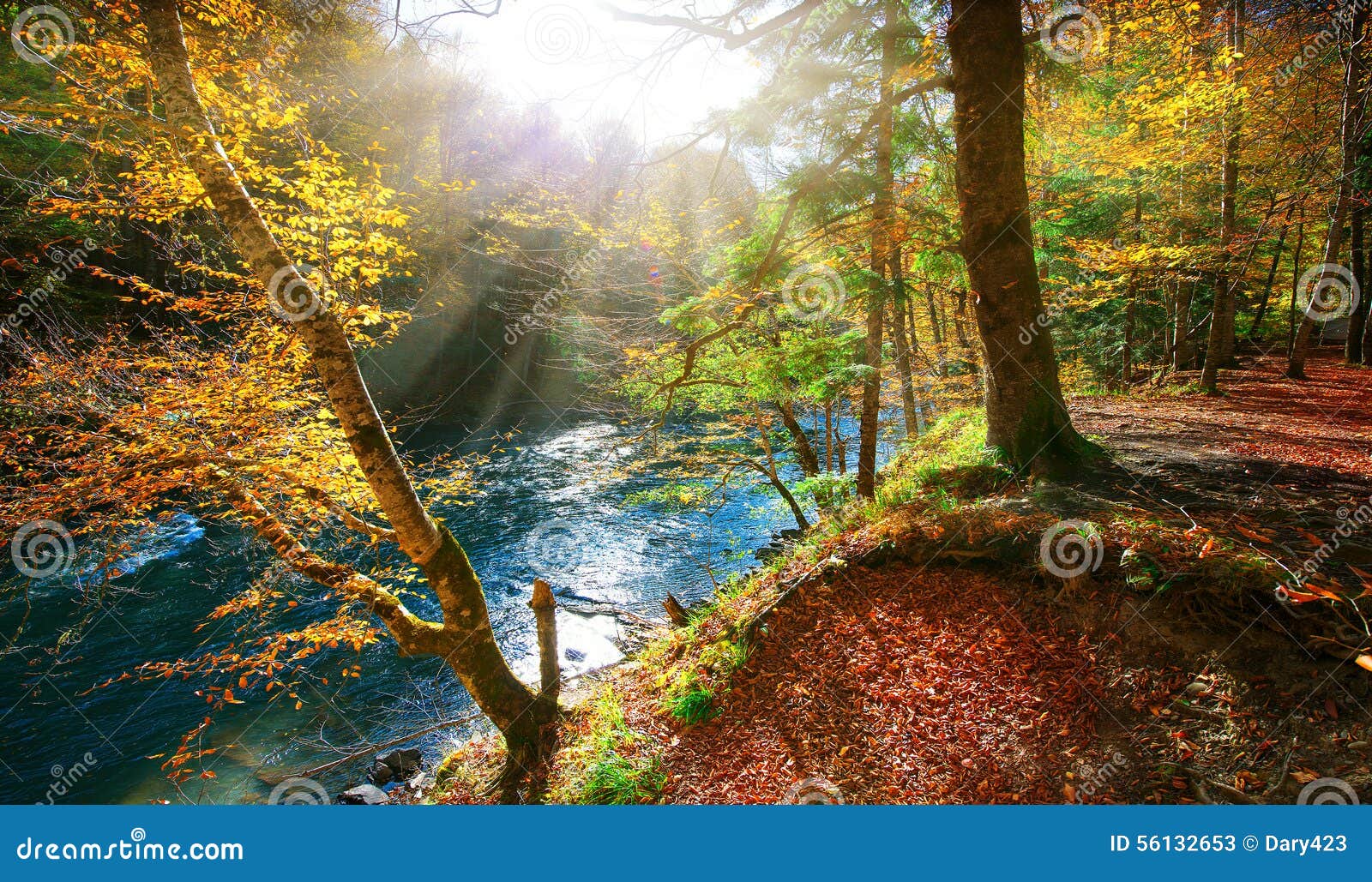 Autumn forest 2 stock image. Image of peace, bush, bright - 56132653