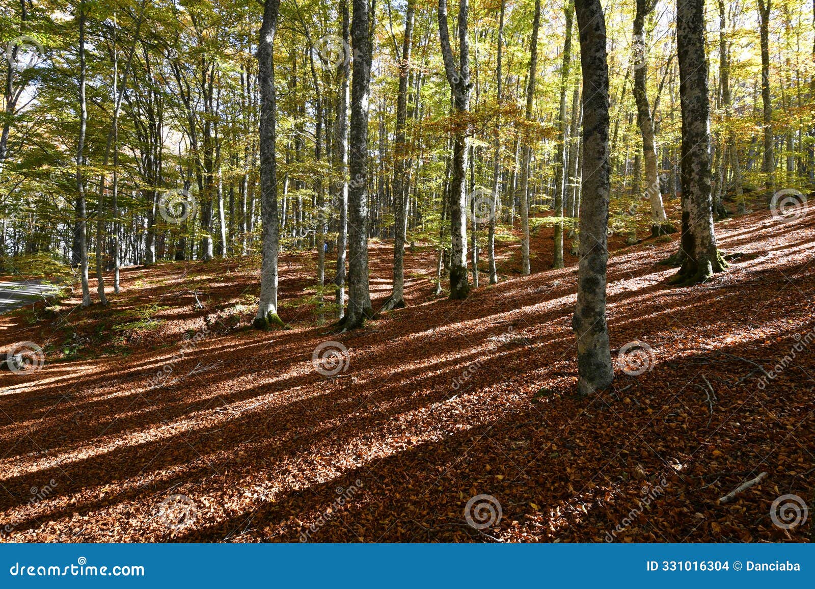 Forest Beech, A Form Of Purple Weeping Fagus Sylvatica L., F. Purpurea ...