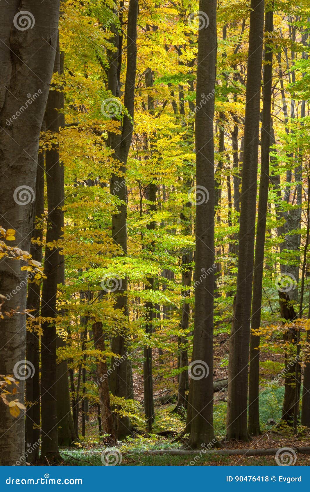 Autumn Forest with Beech Trees Stock Photo - Image of harmony, mountain ...