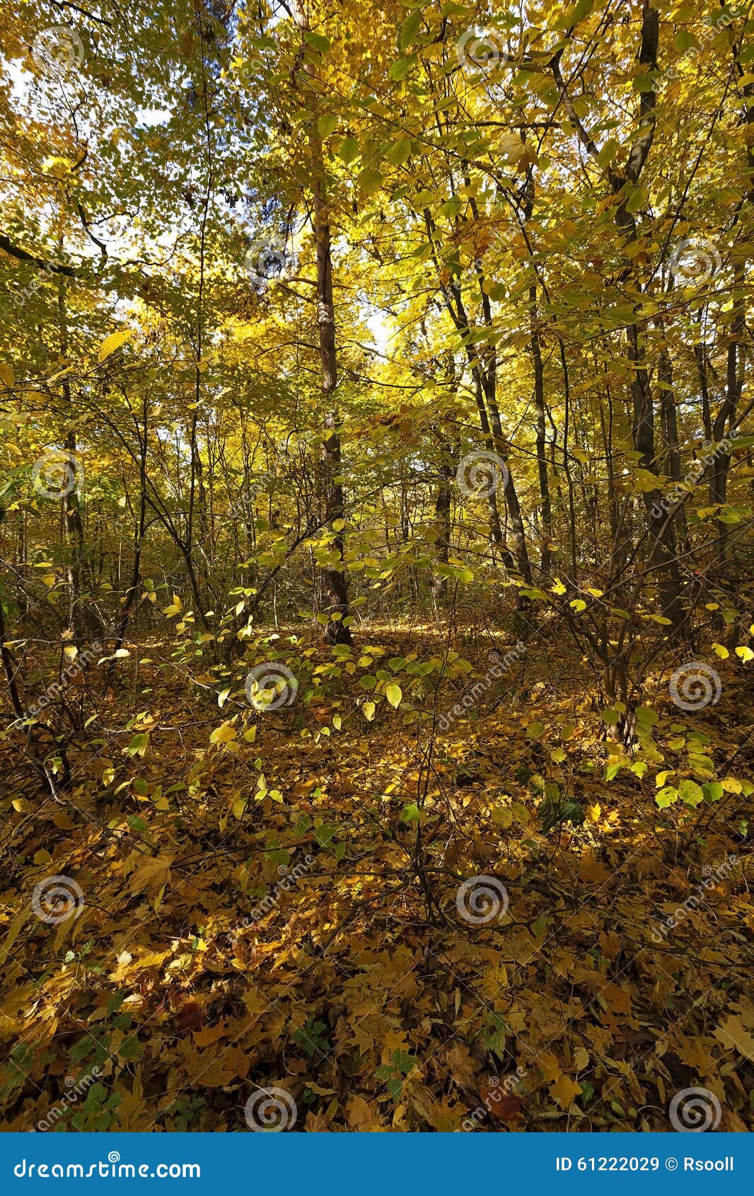 Autumn forest . Belarus stock image. Image of phenomenon - 61222029