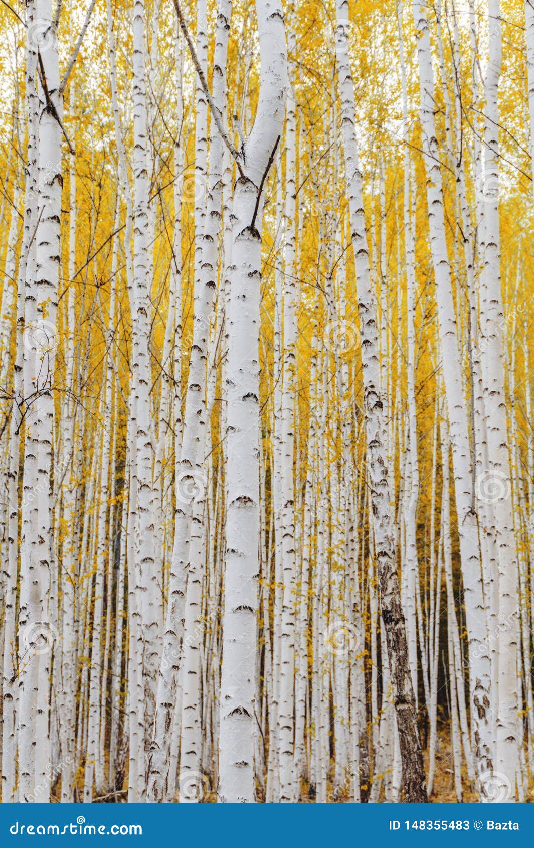 Birch tree forest view stock image. Image of october - 148355483