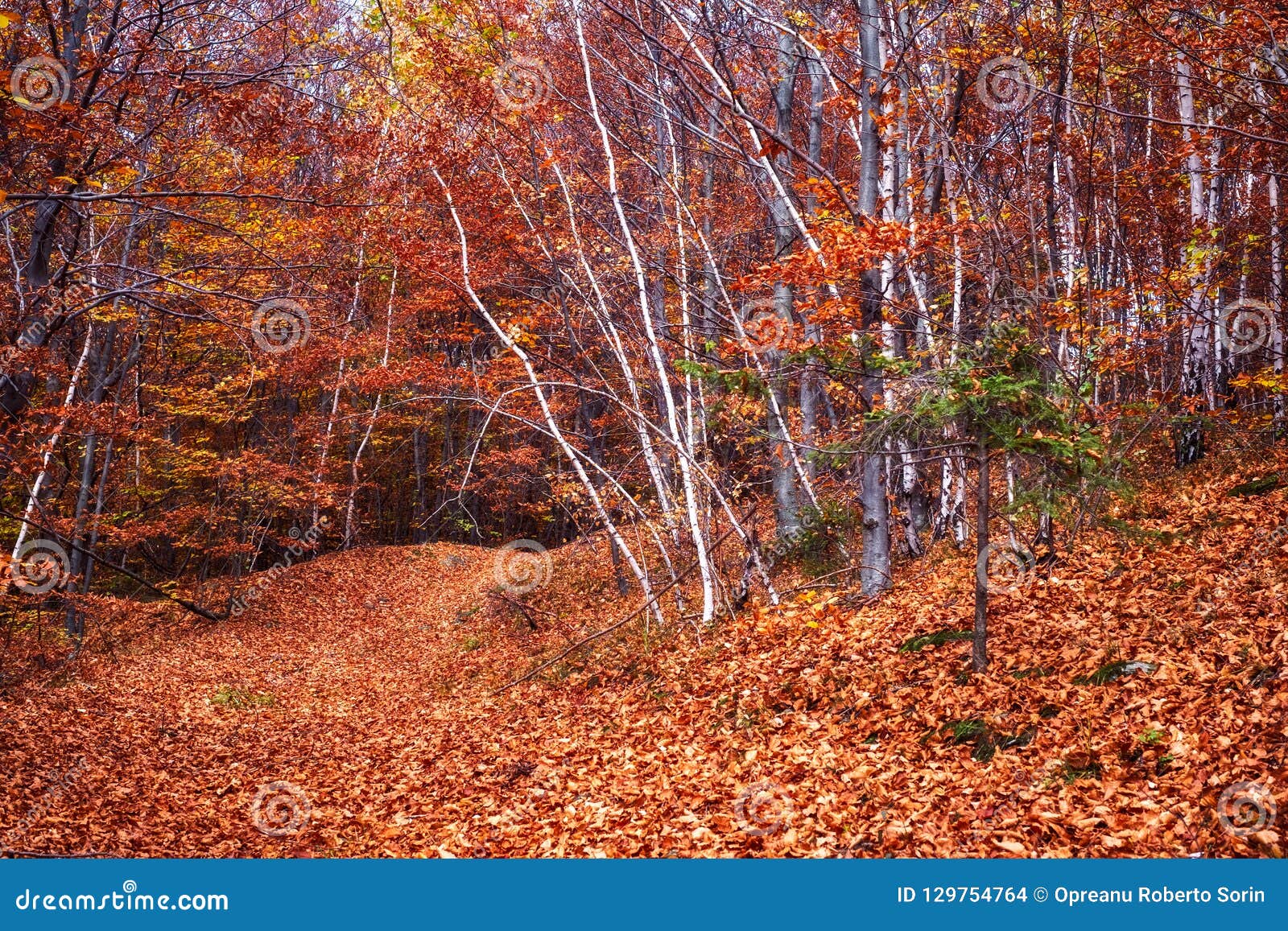Autumn Forest of Birch Trees Stock Photo - Image of grass, deciduous ...