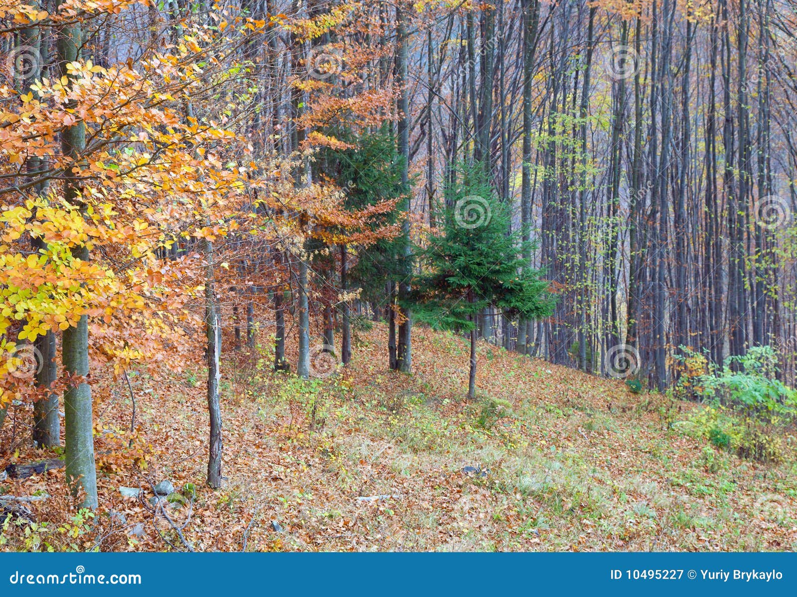Autumn forest border stock image. Image of foliage, beech - 10495227