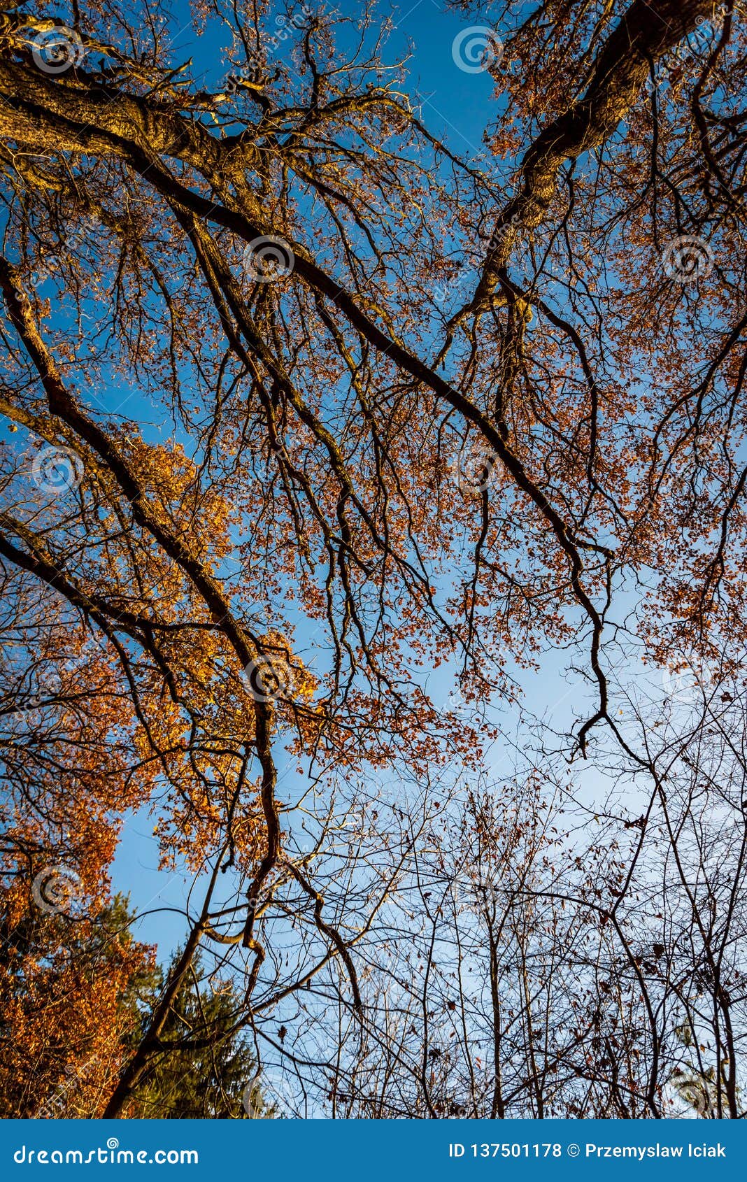 Autumn Forest. Bottom-up View. Crowns of Trees Stock Photo - Image of ...
