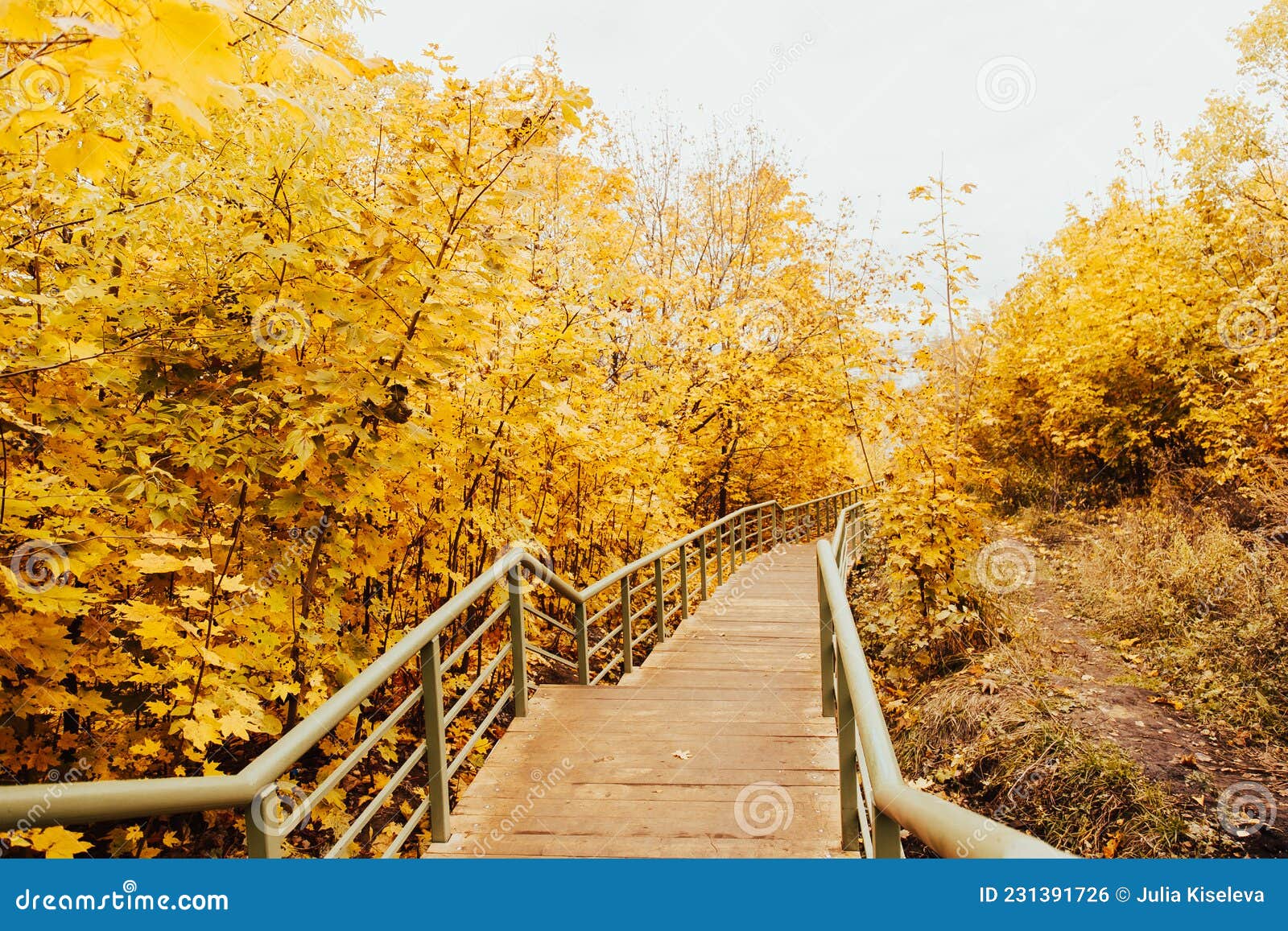 Autumn Forest Bridge Way in Scenery Fall Woods Stock Photo - Image of ...