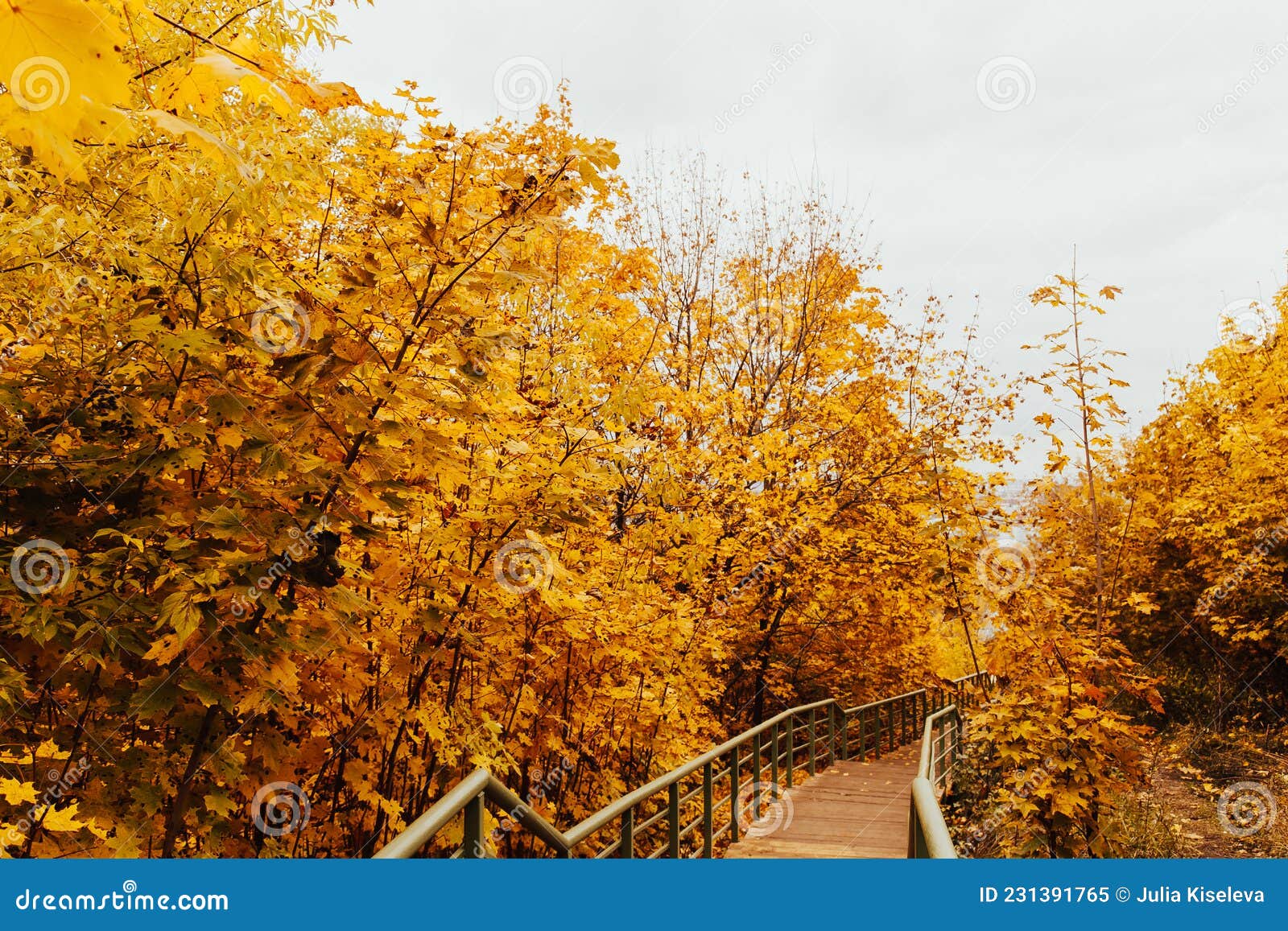 Autumn Forest Bridge Way in Scenery Fall Woods Stock Image - Image of ...