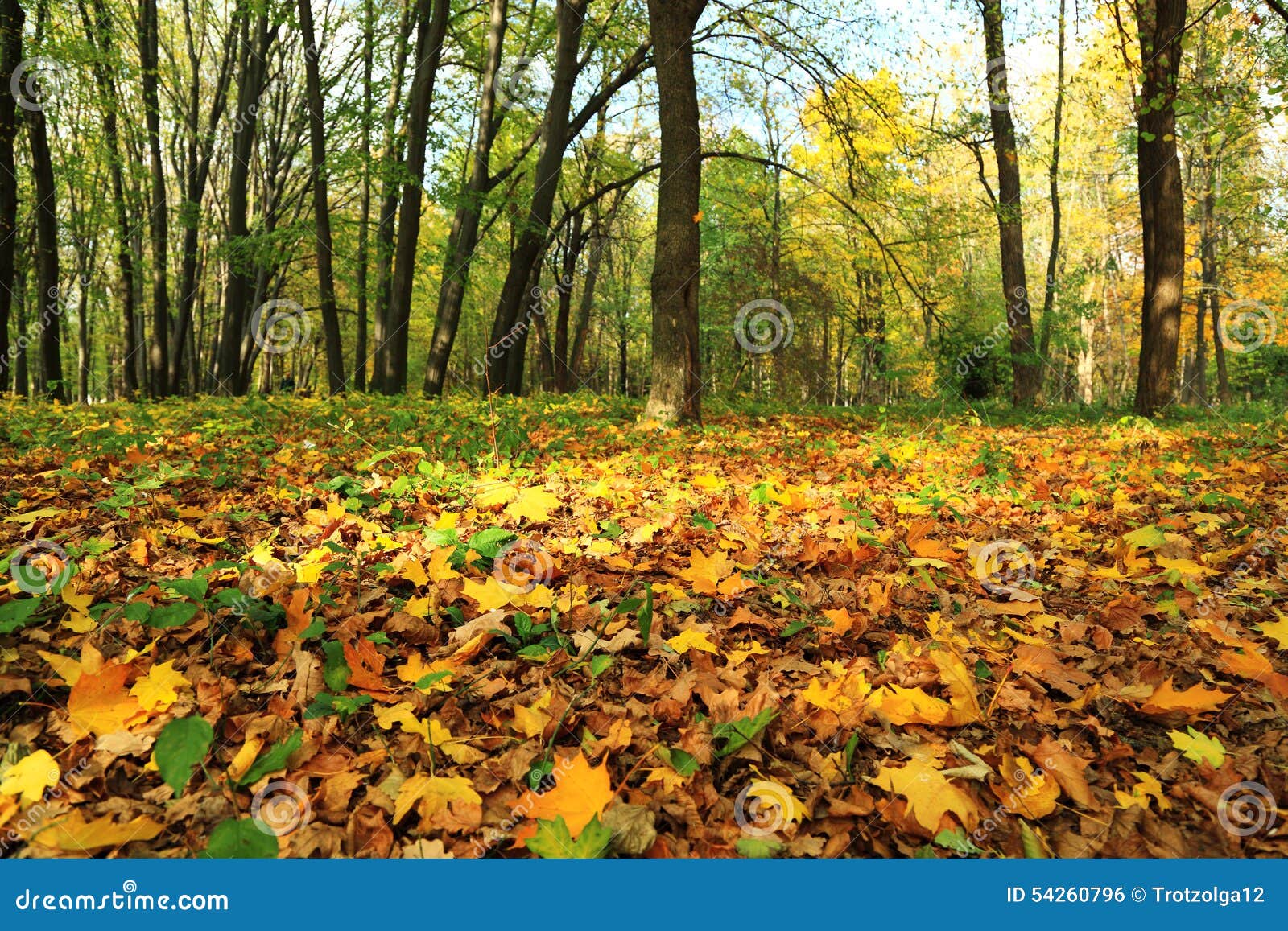 Autumn Forest in Bright Colored Leaves Stock Photo - Image of lush ...