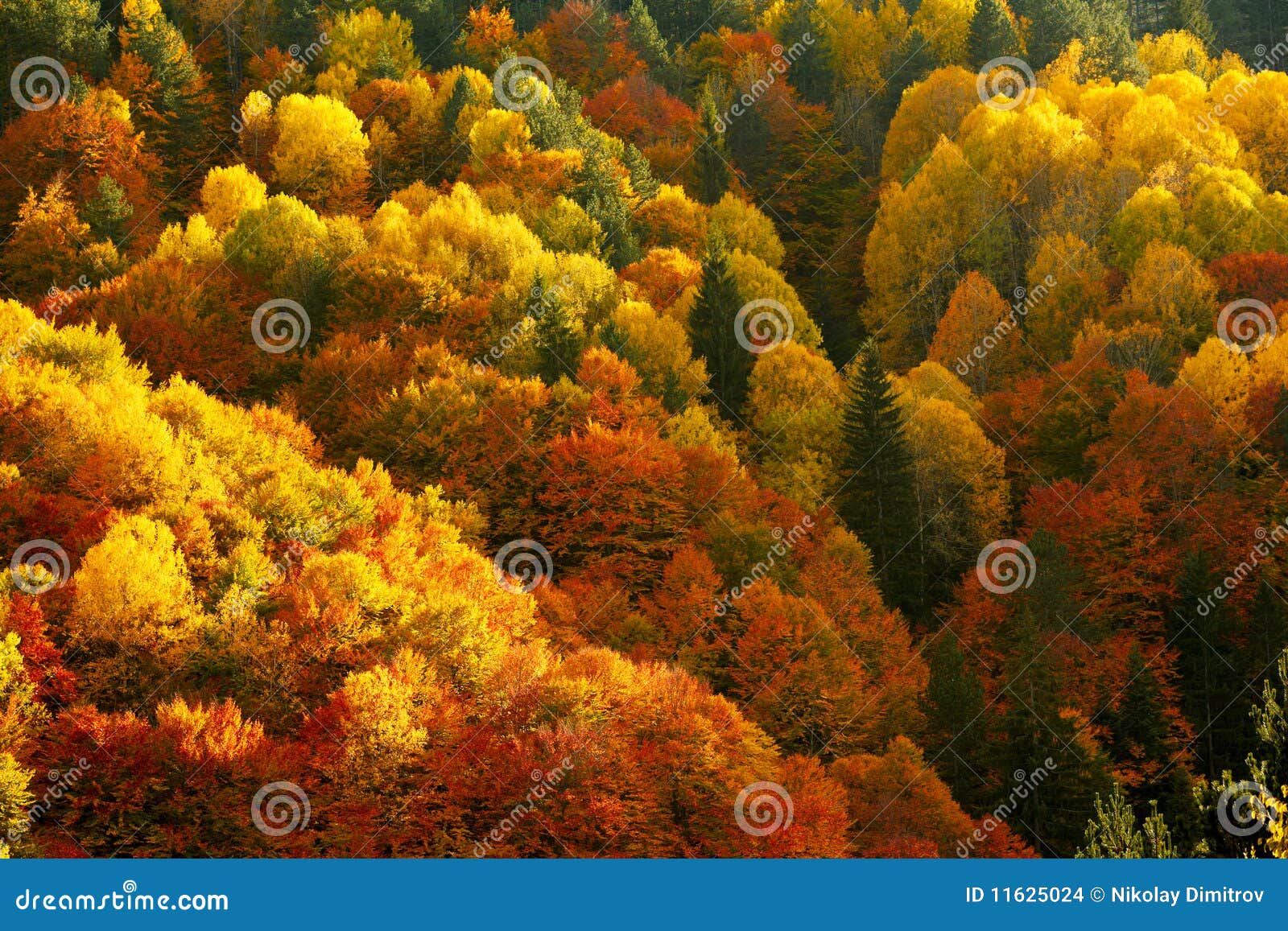 Autumn Forest in Bright Colors Stock Photo - Image of autumn, season ...