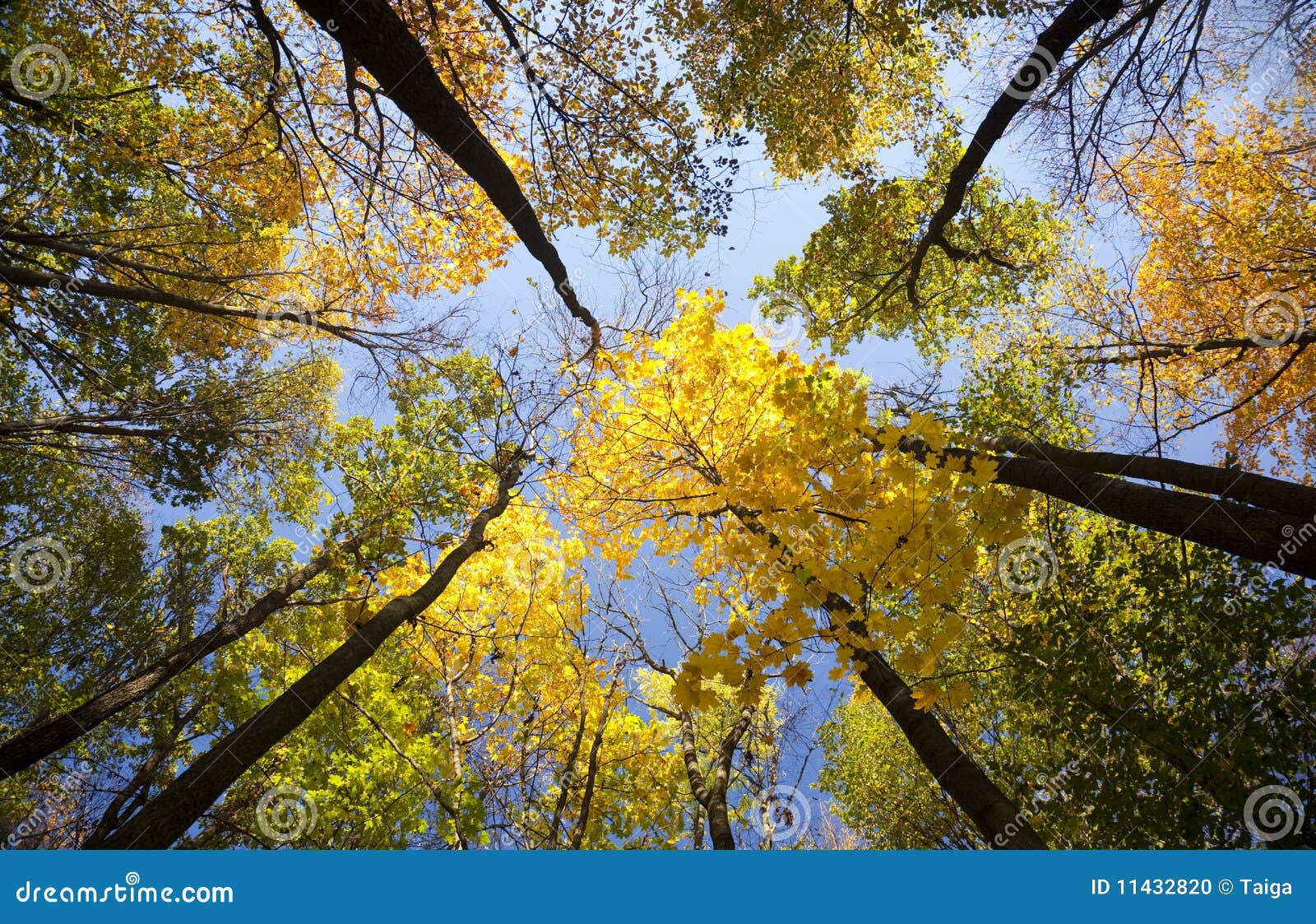 Autumn Forest / Bright Colors of Leaves / Sunlight Stock Photo - Image ...