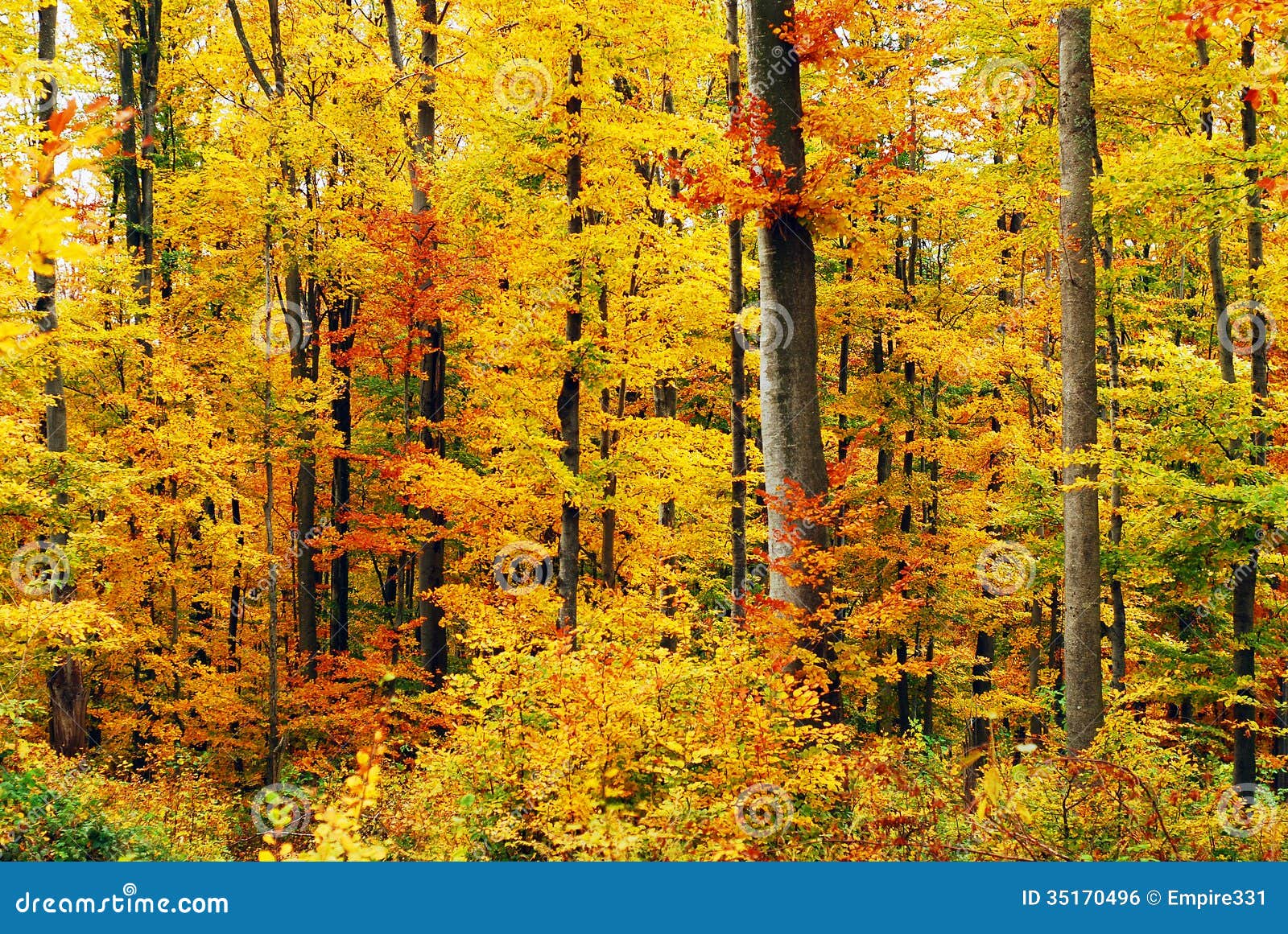 Autumn stock photo. Image of quiet, branches, environment - 35170496