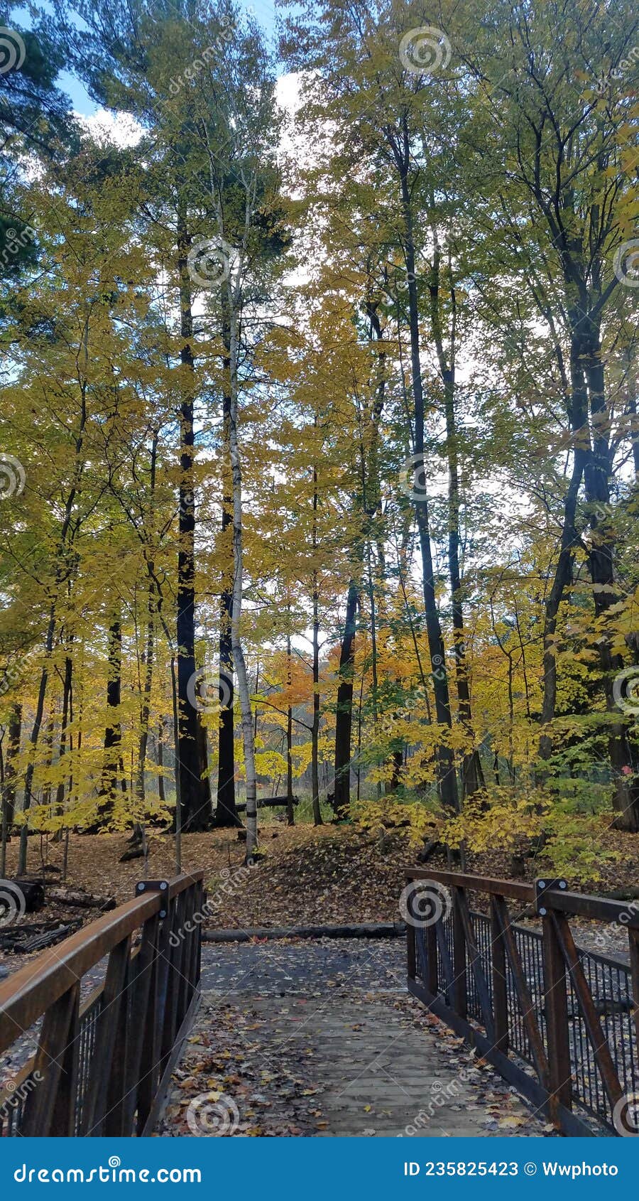 Autumn forest in Canada stock image. Image of park, natural - 235825423
