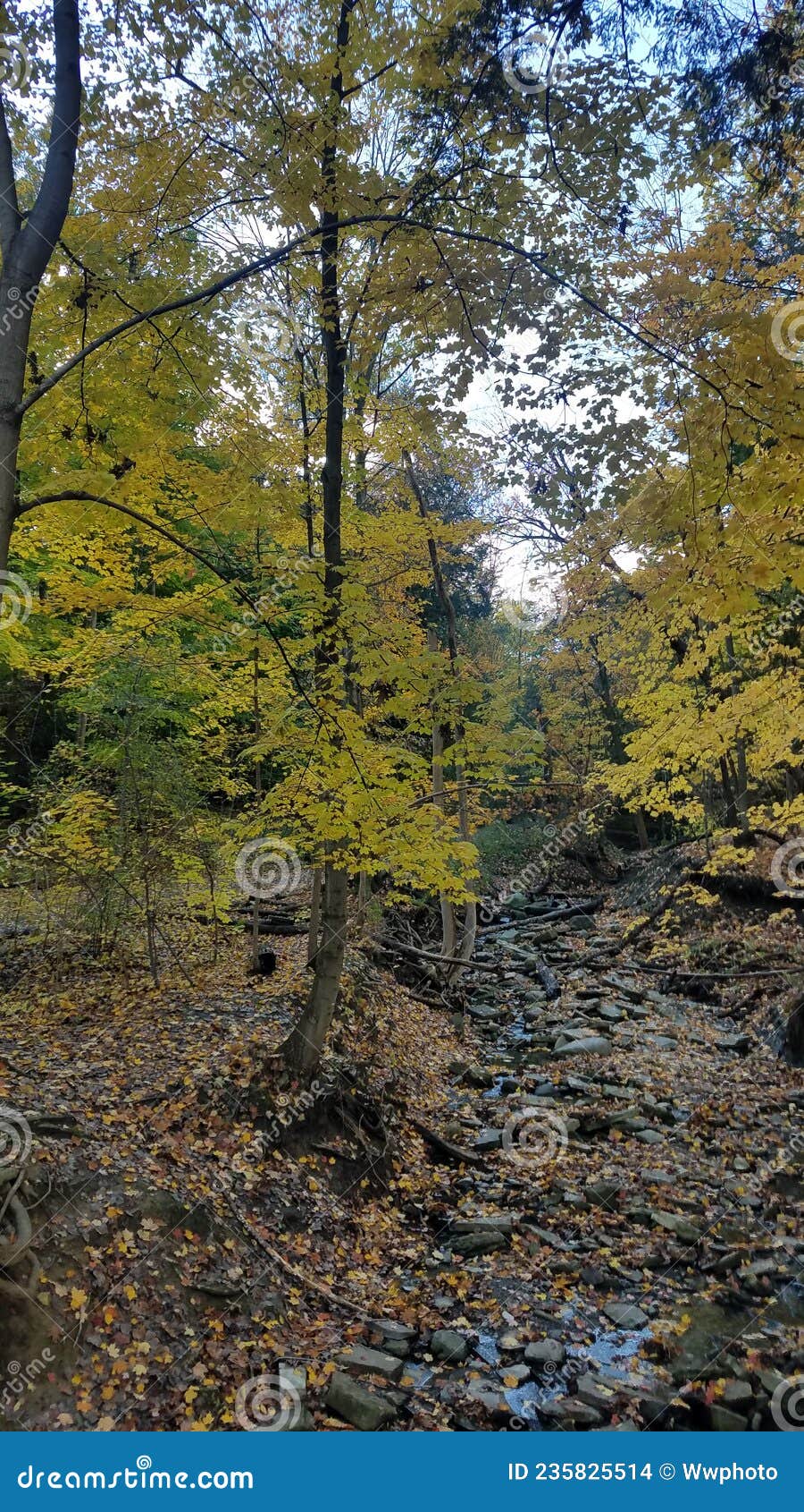 Autumn forest in Canada stock photo. Image of foliage - 235825514