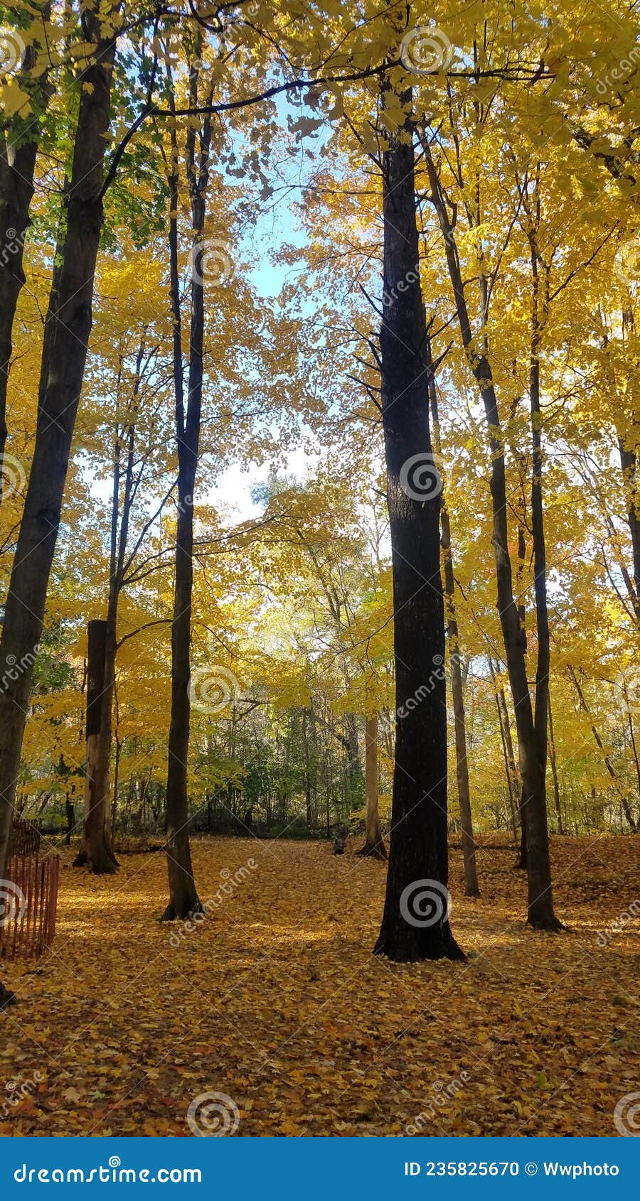 Autumn forest in Canada stock photo. Image of park, forest - 235825670