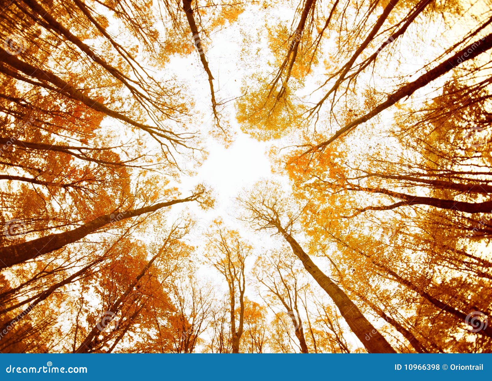 Autumn forest ceiling stock photo. Image of leaf, camera - 10966398