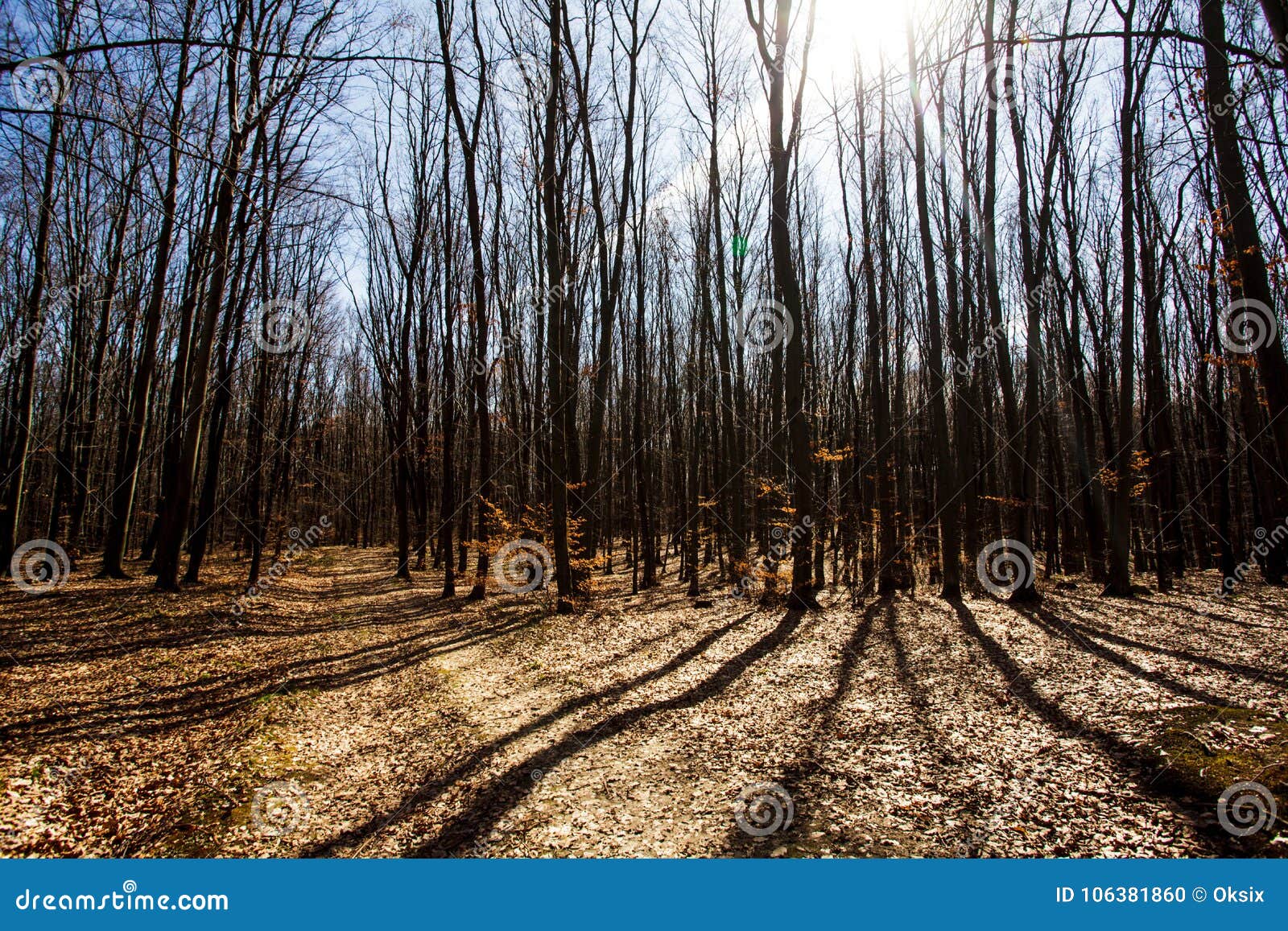 Autumn forest in clear day stock photo. Image of country - 106381860