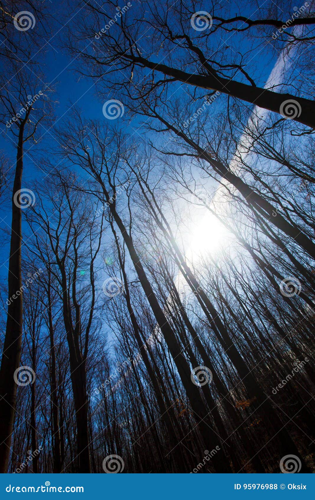 Autumn forest in clear day stock photo. Image of high - 95976988