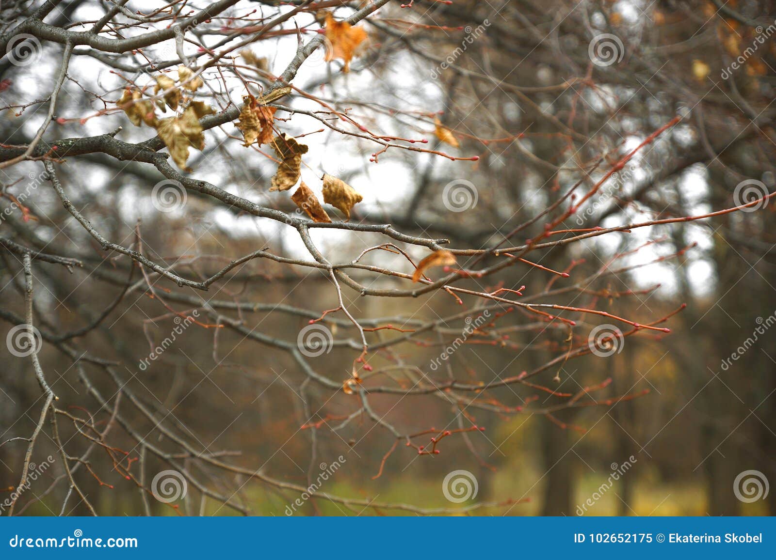 Autumn forest close-up stock image. Image of foliage - 102652175
