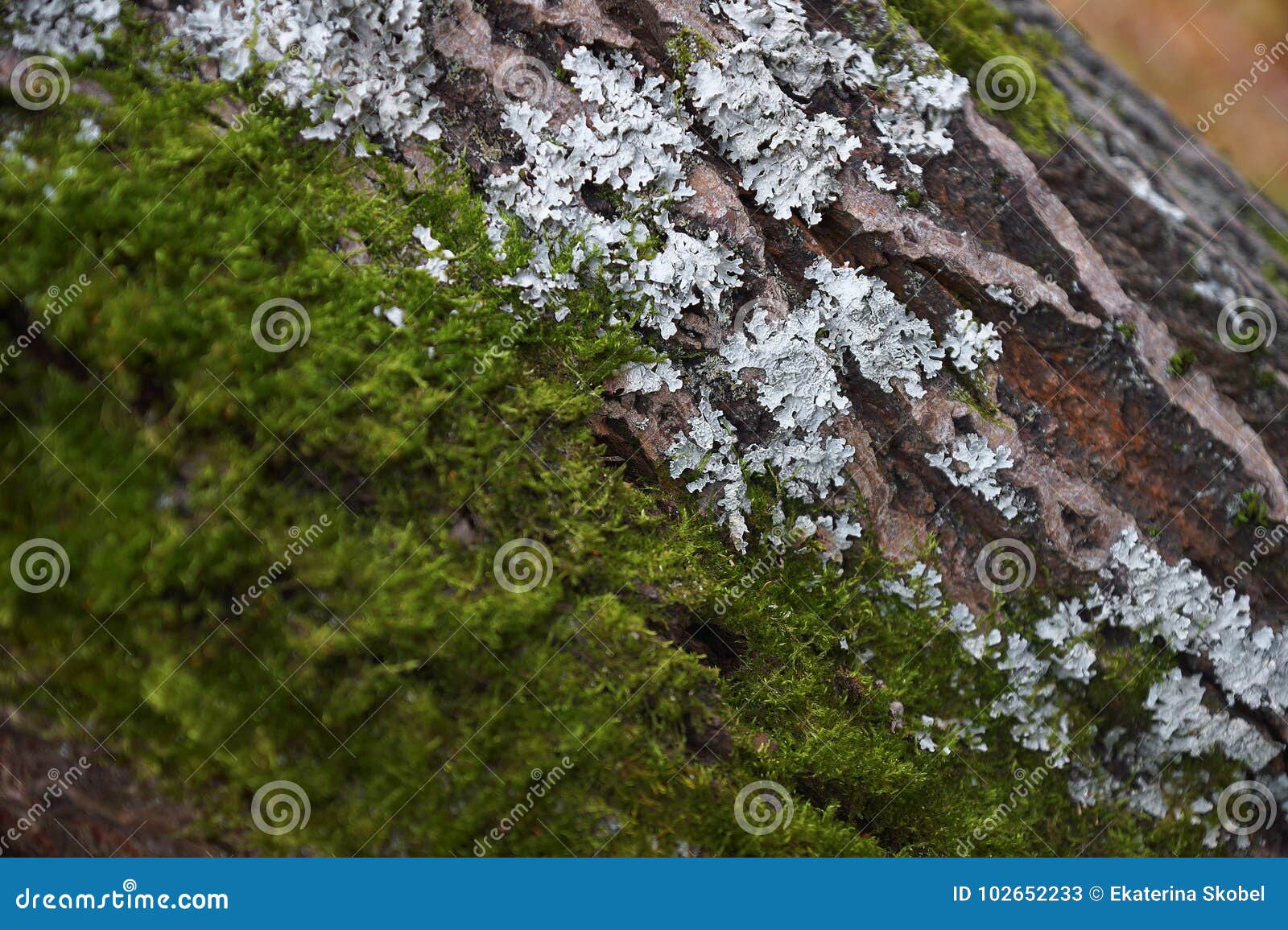 Autumn forest close-up stock image. Image of detail - 102652233