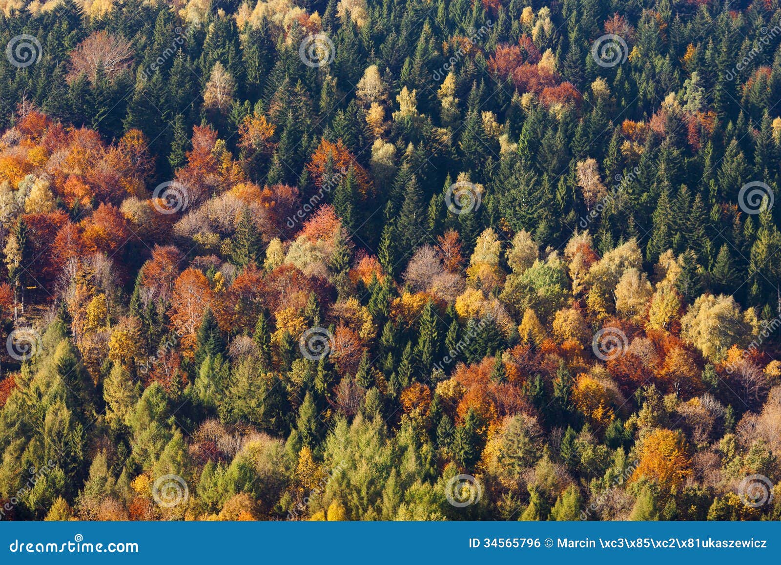 Autumn Forest, Colorful Trees Stock Photo - Image of season, forest ...