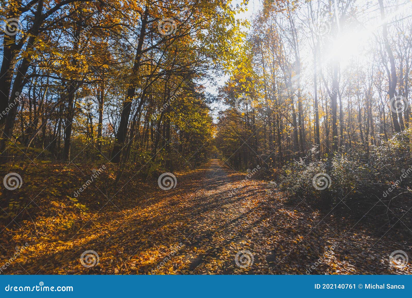 Autumn Forest, Colorful Trees at Sunlight. Colorful Countryside Stock ...