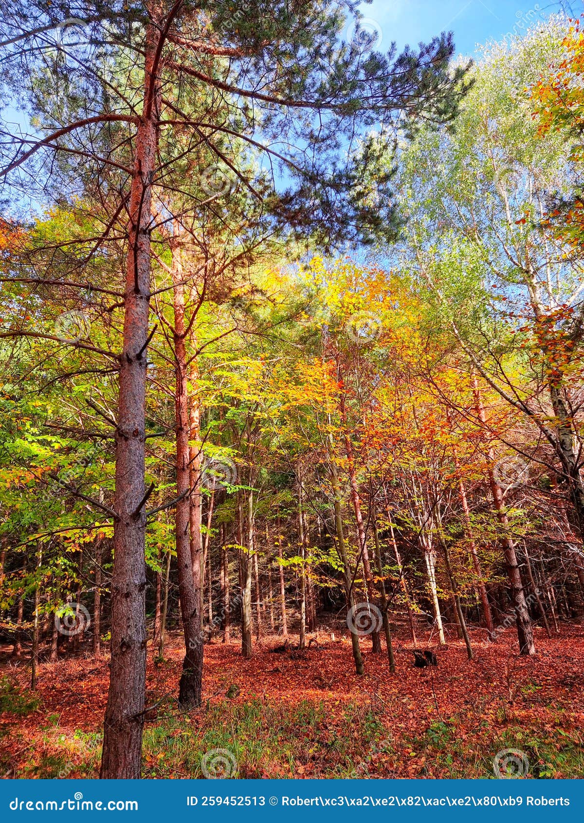 Autumn Forest Colorfull Vibes Stock Image - Image of nature, deciduous ...